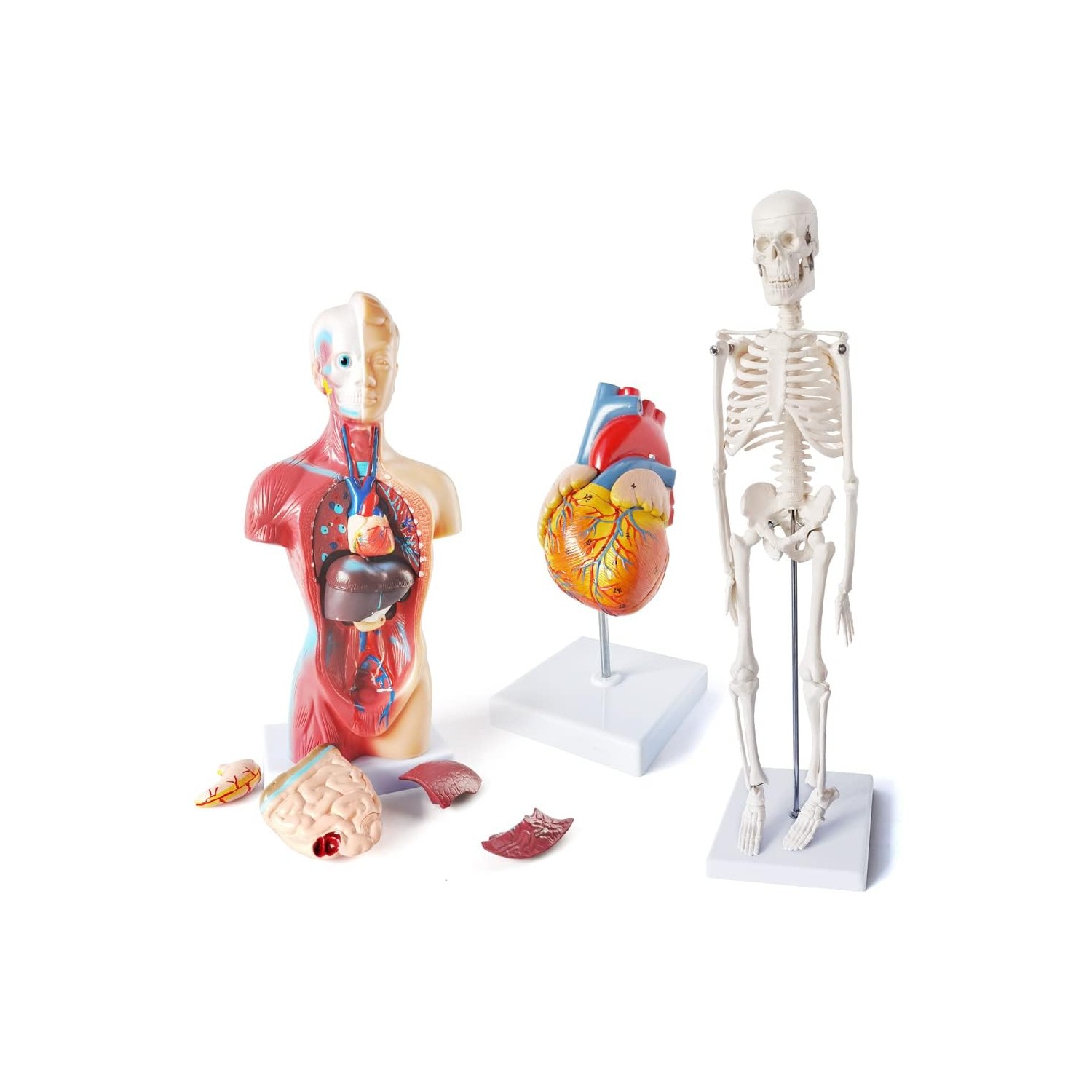 Merinden Medical Anatomy Model Set, Human Torso Heart and Skeleton ...