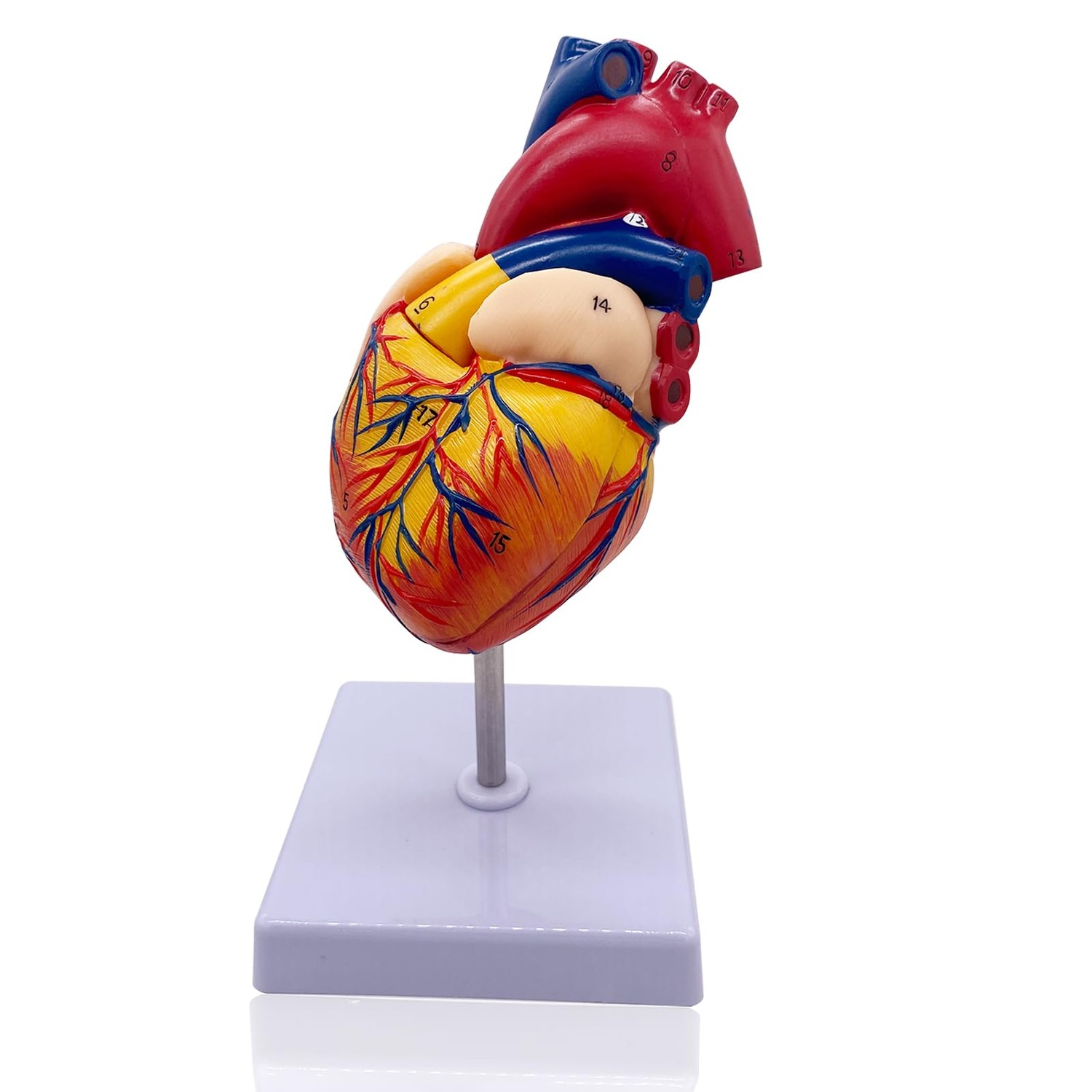 Basook Human Heart Model - 2-in-1 Design, True-to-Life Scale, 34 ...