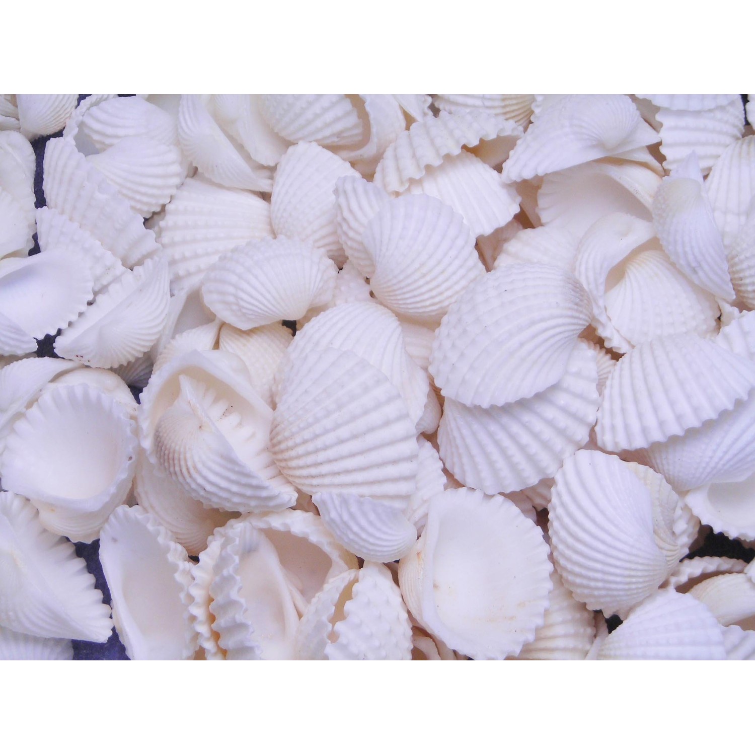 BULK 1 lb (500+) Tiny White Ark Shells Seashell 1/2"-3/4" Beach Wedding ...