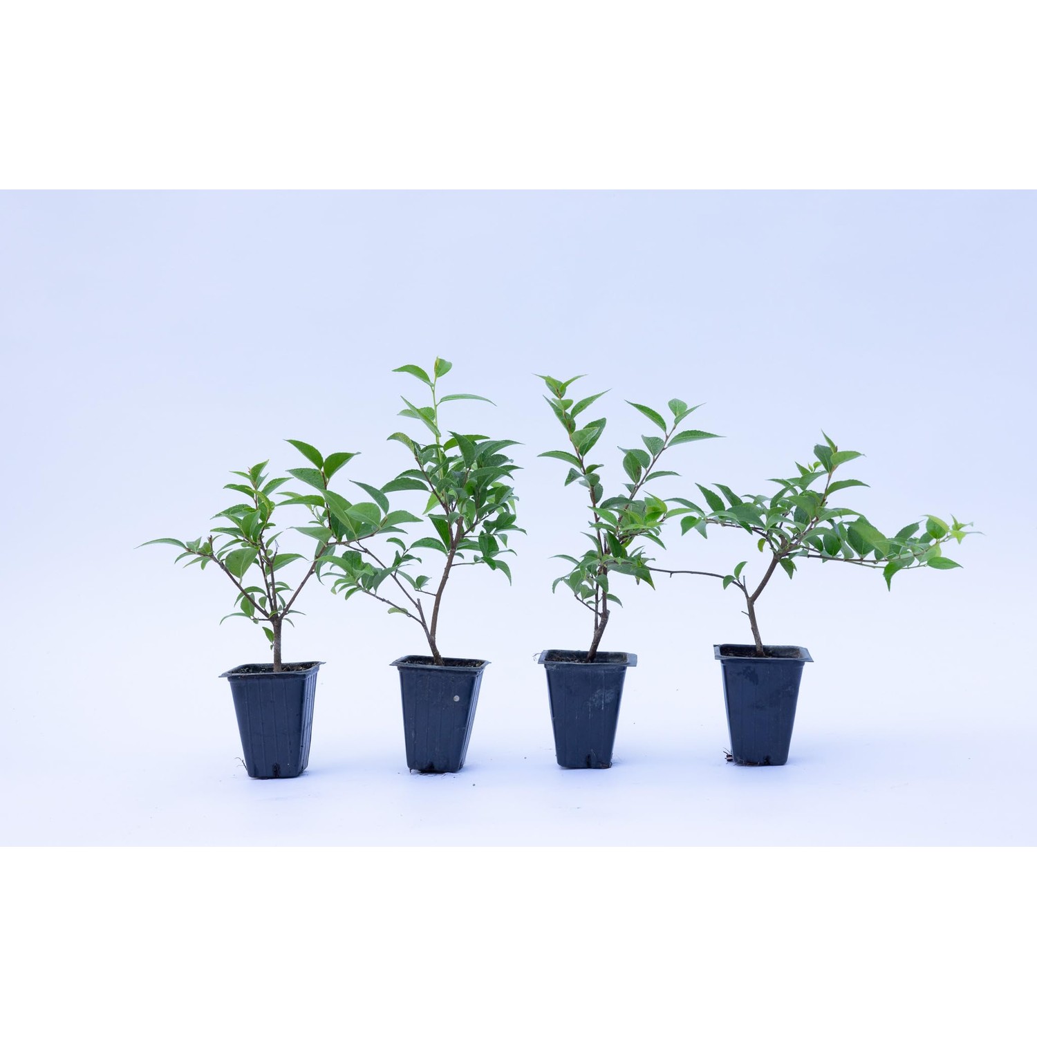 4 Xylosma congestum, Shiny Xylosma, Live Plants, 2.5” Nursery Cubes ...