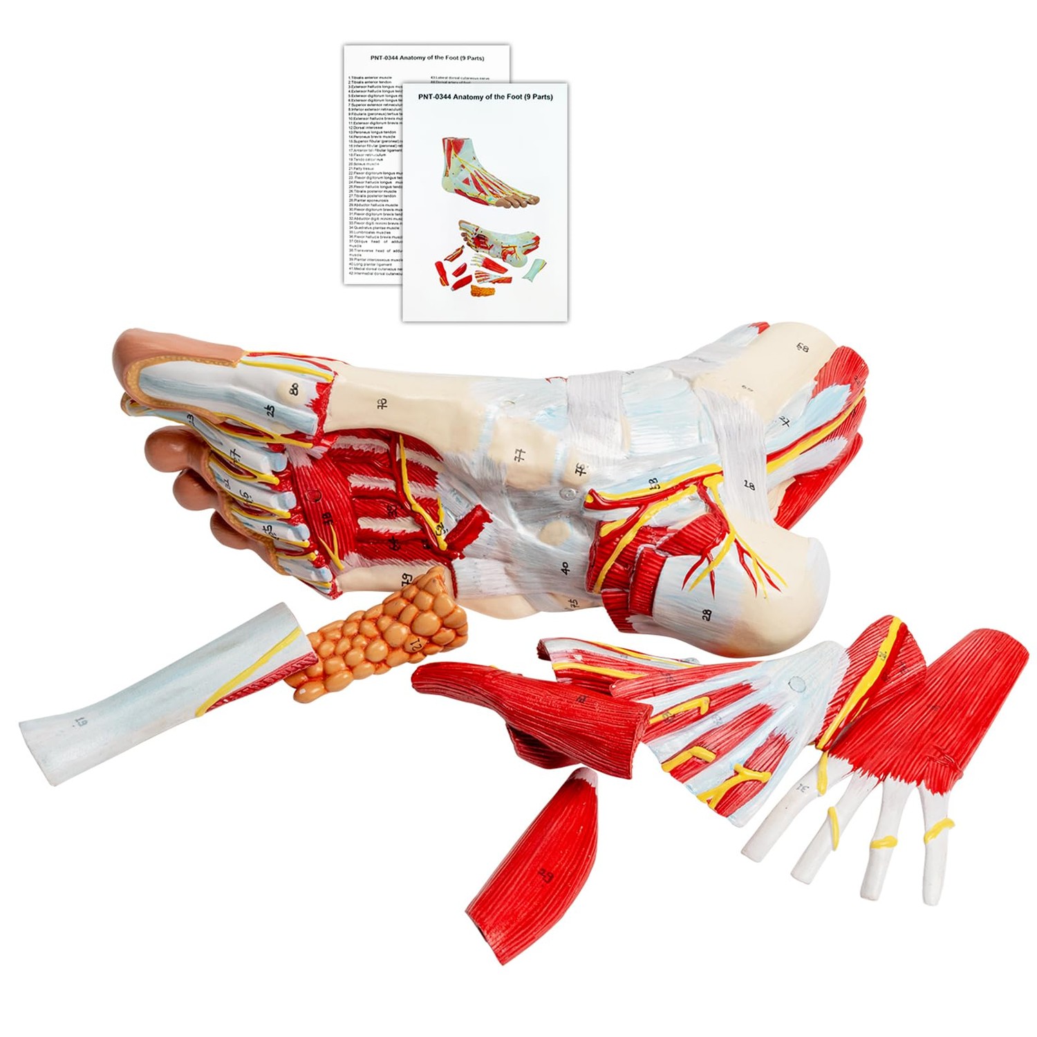 Human Foot Anatomical Model, Foot Joint Muscle Neurovascular Ligament ...