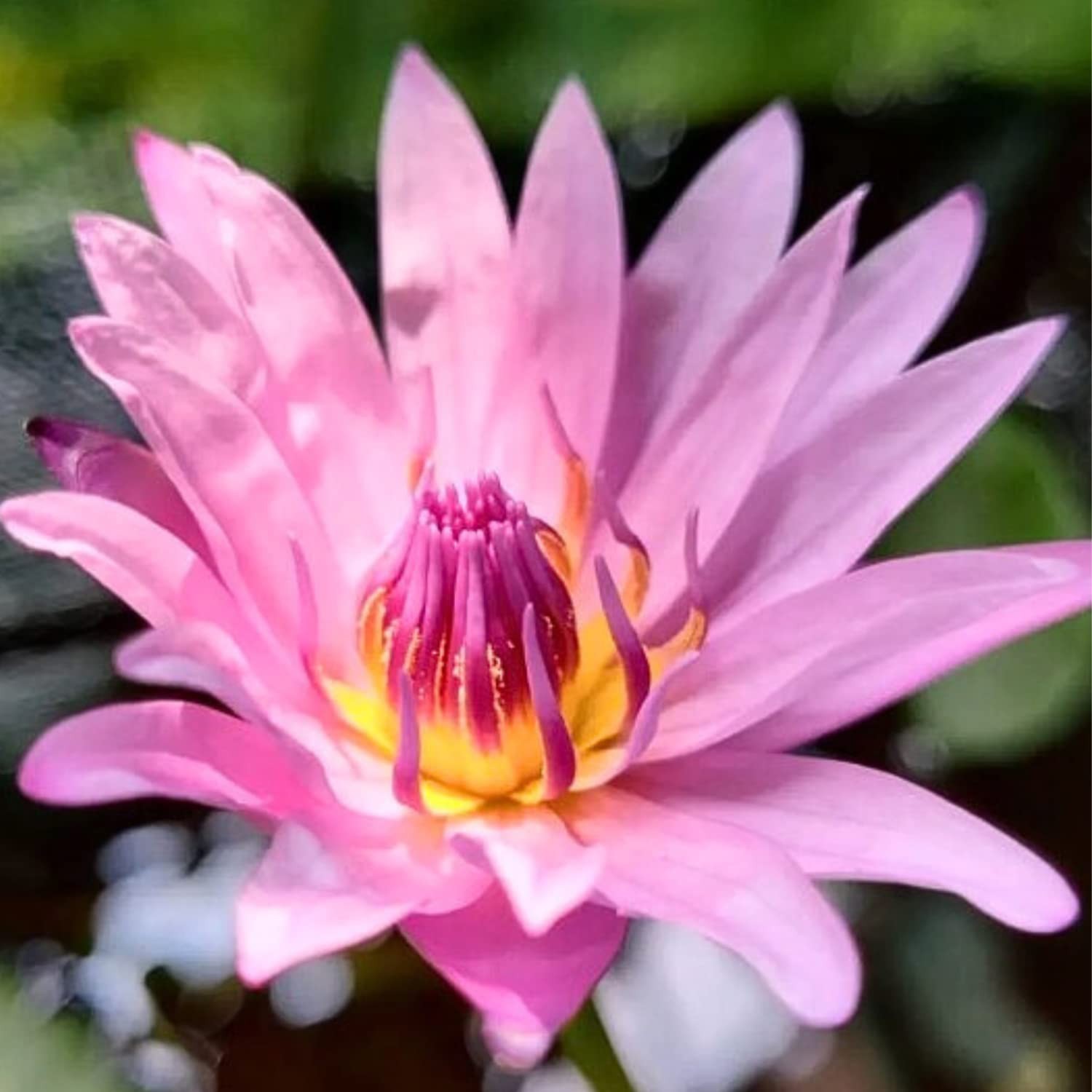 Mainam Mixed Colorful Tropical Water Lily Tuber Live Aquarium Plant for ...