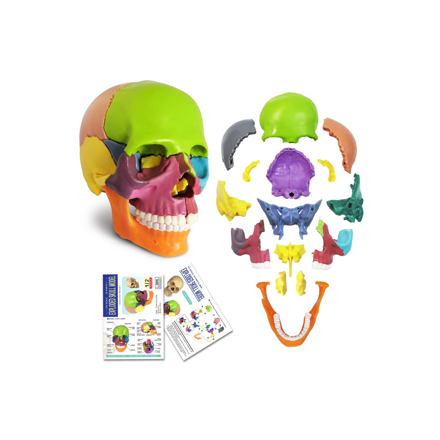 EVOTECH SCIENTIFIC Mini Human Skull Model, Didactic 15 Parts Palm-Sized ...