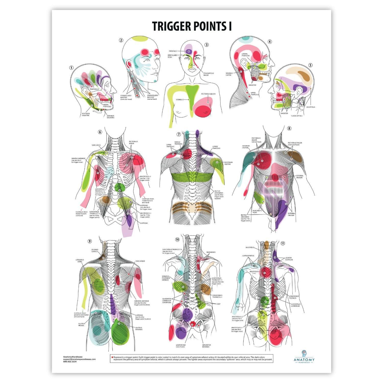 Anatomy Lab Trigger Points I Poster, LAMINATED, Anatomy and Physiology ...