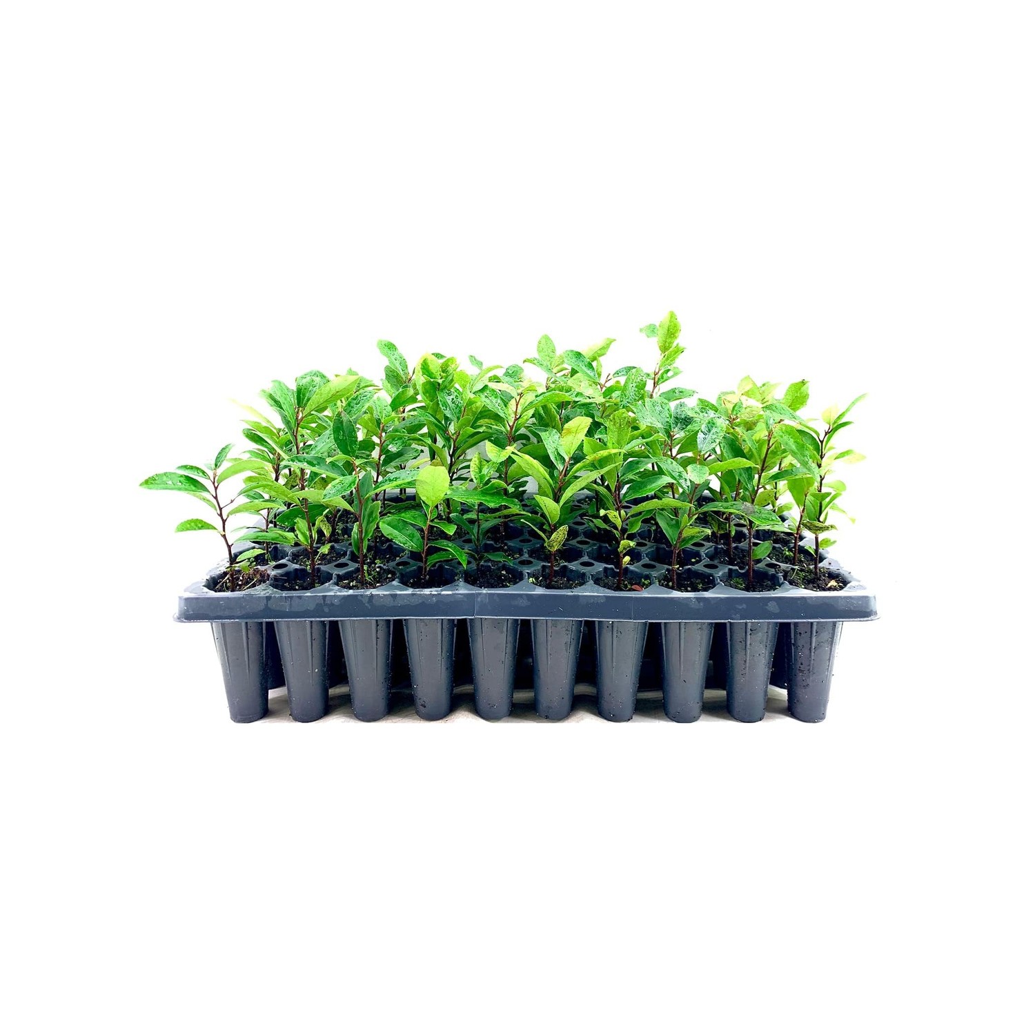 Dwarf English Cherry Laurel | 3 Live Plants | Prunus Laurocerasus ...