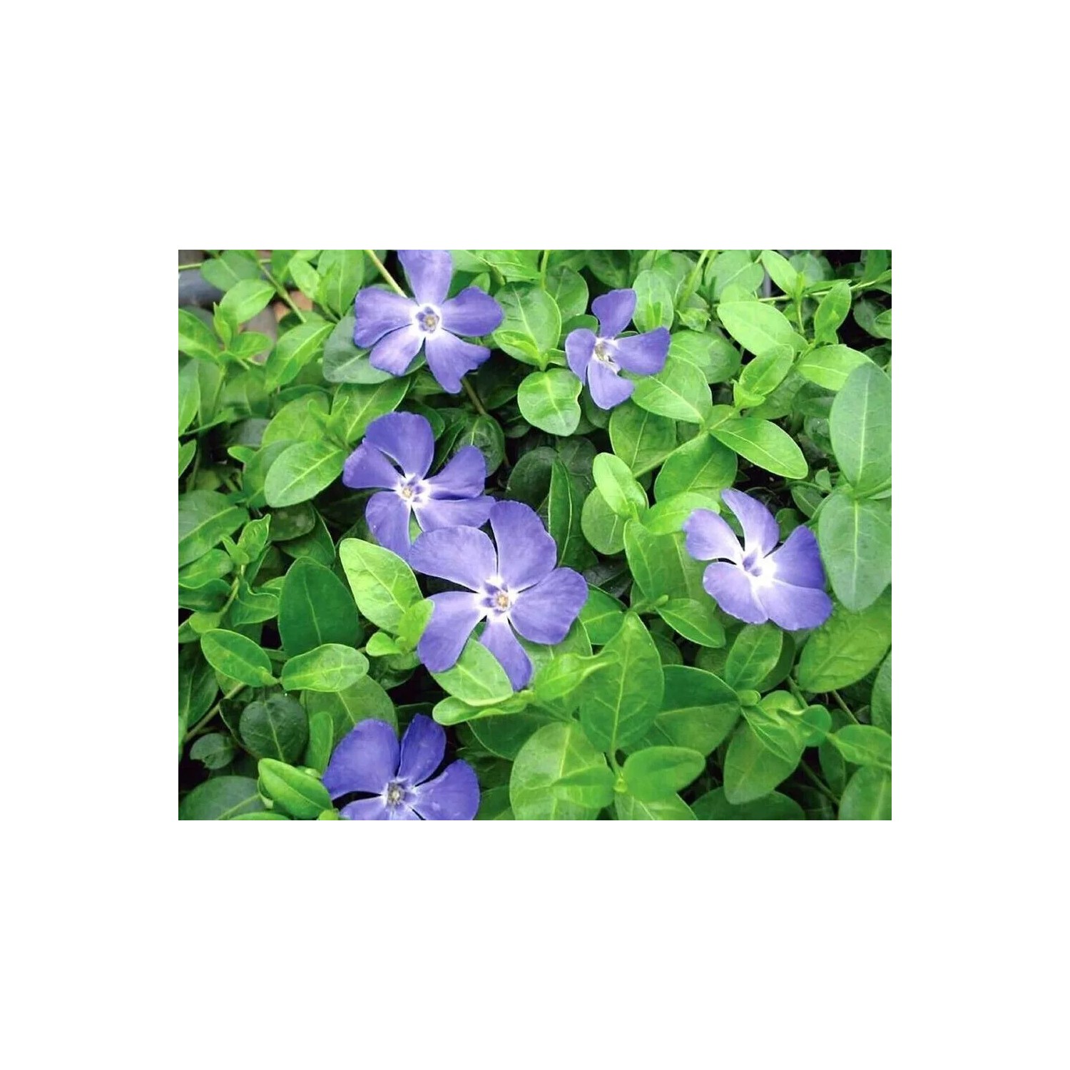 Vinca Vine Creeping Myrtle 30 Creeping Myrtle Periwinkle Vinca Vines ...