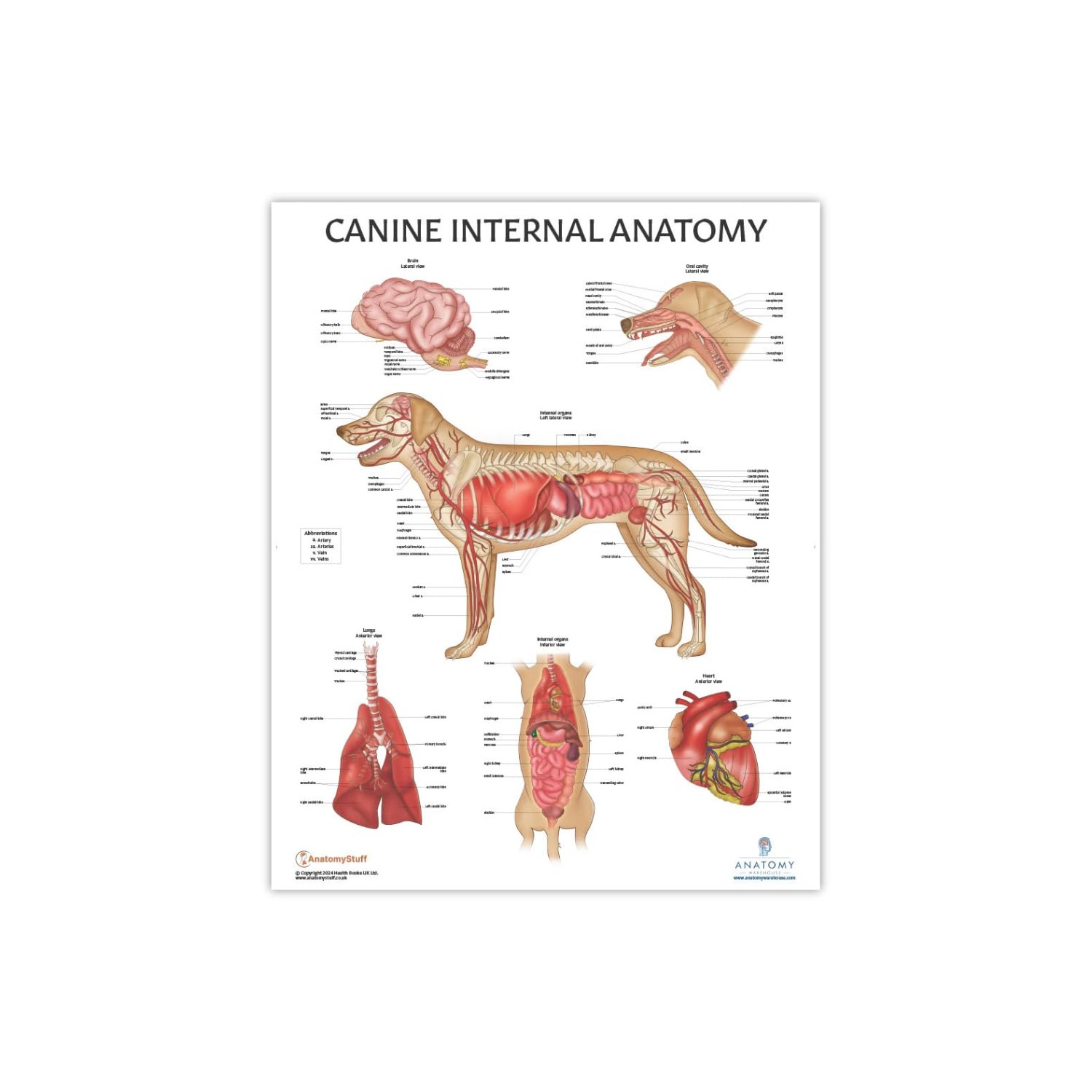 Anatomy Lab Canine Internal Anatomy Poster, LAMINATED, Veterinary ...