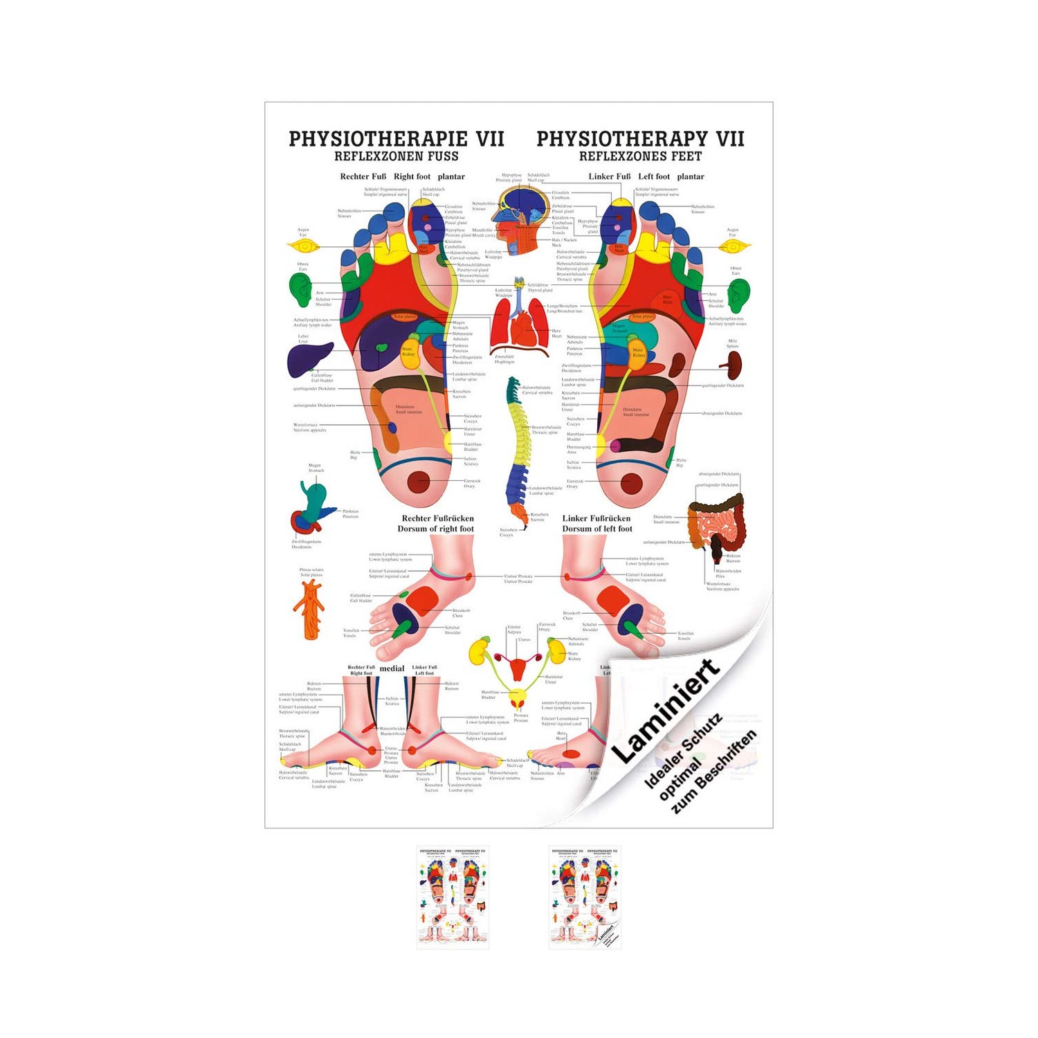 Sport-Tec Reflexzonen Fuss Mini-Poster Anatomie 34x24 cm medizinische ...