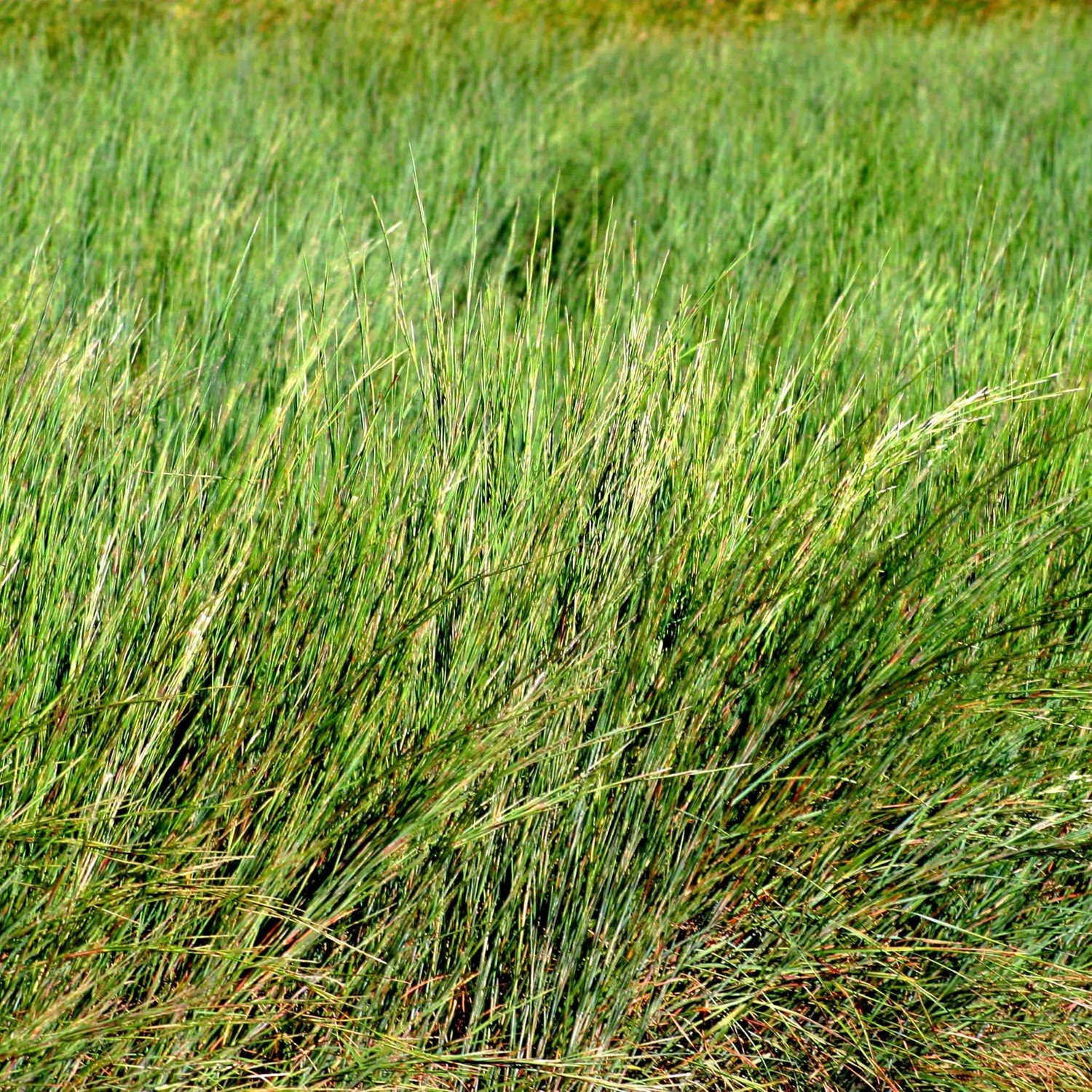 TnT Seed Company Little Bluestem Native Grass Seed, Warm Season ...