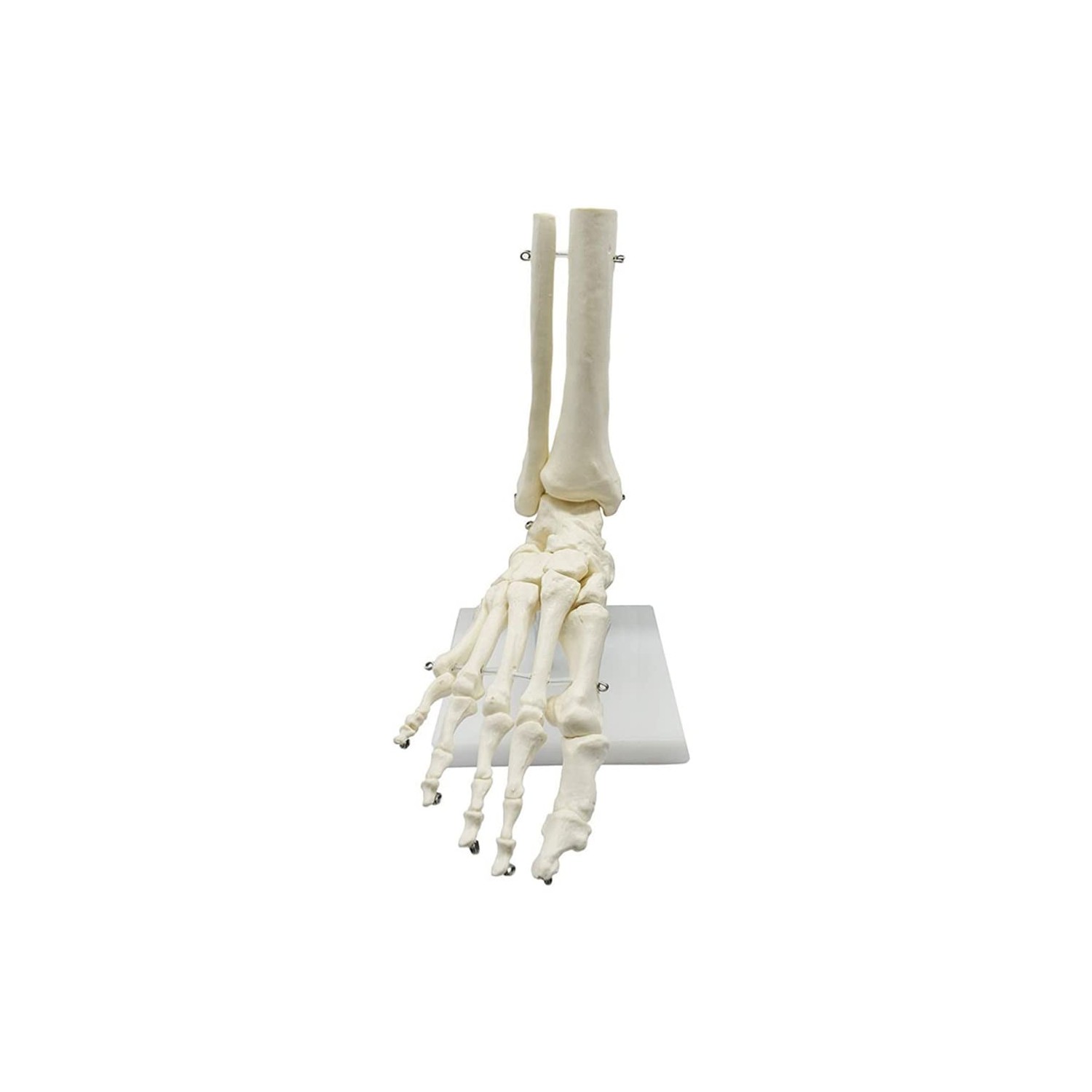 Folceretsc 1:1 Human Skeleton Foot Anatomy Model Foot and Ankle with ...