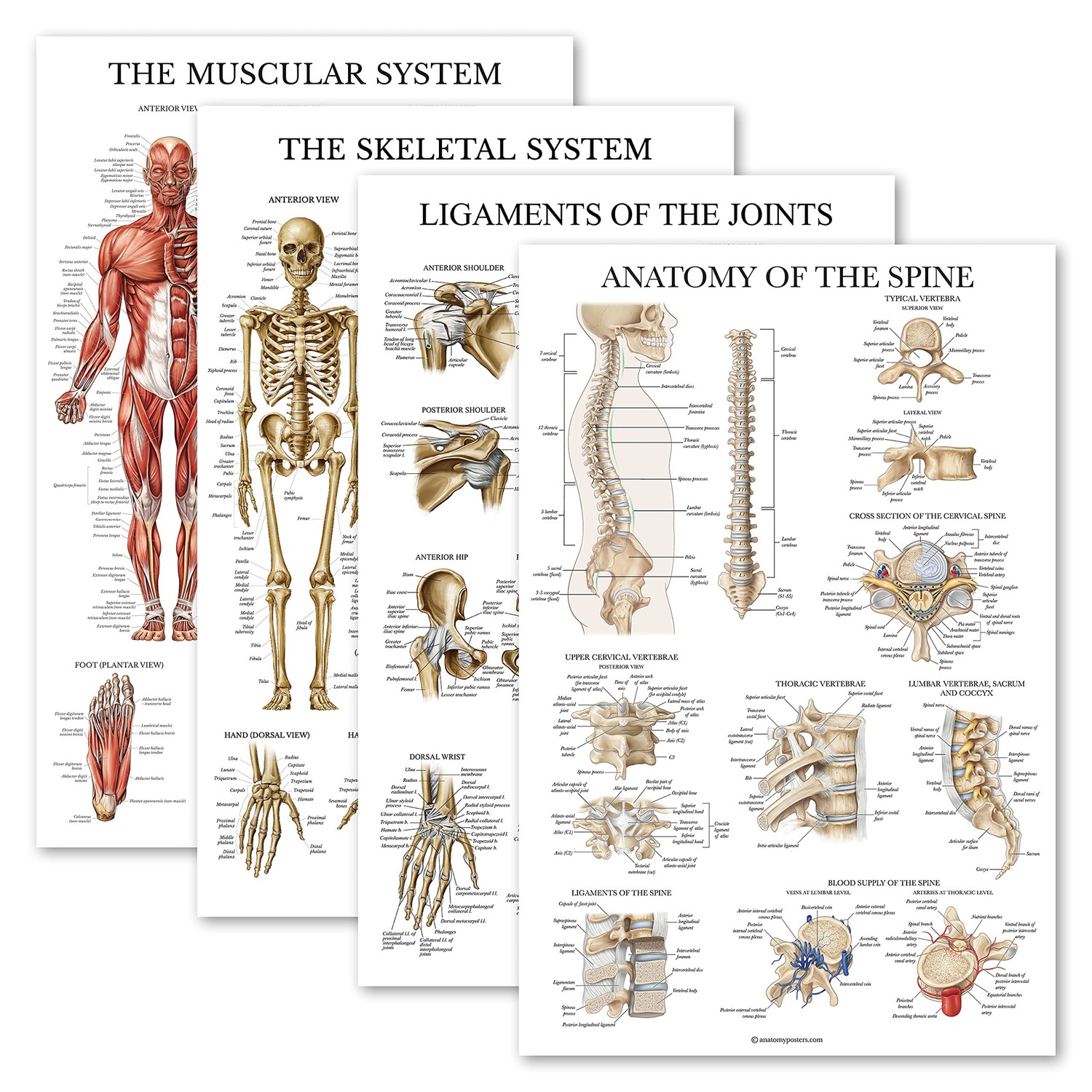 Palace Learning 4 Pack - Anatomical Poster Set - Laminated - Muscular ...