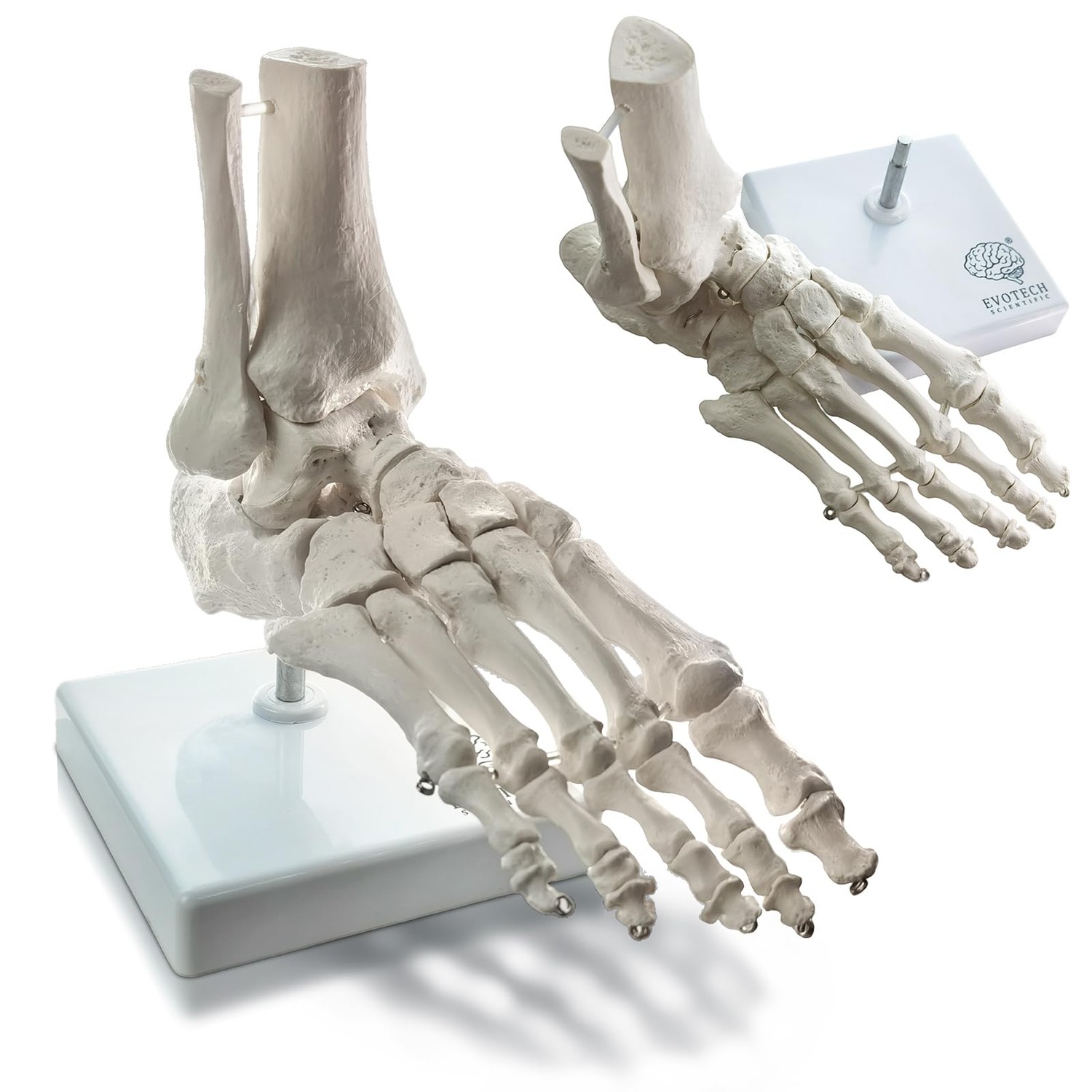 EVOTECH SCIENTIFIC Human Foot and Ankle Model, Life Size Medical ...