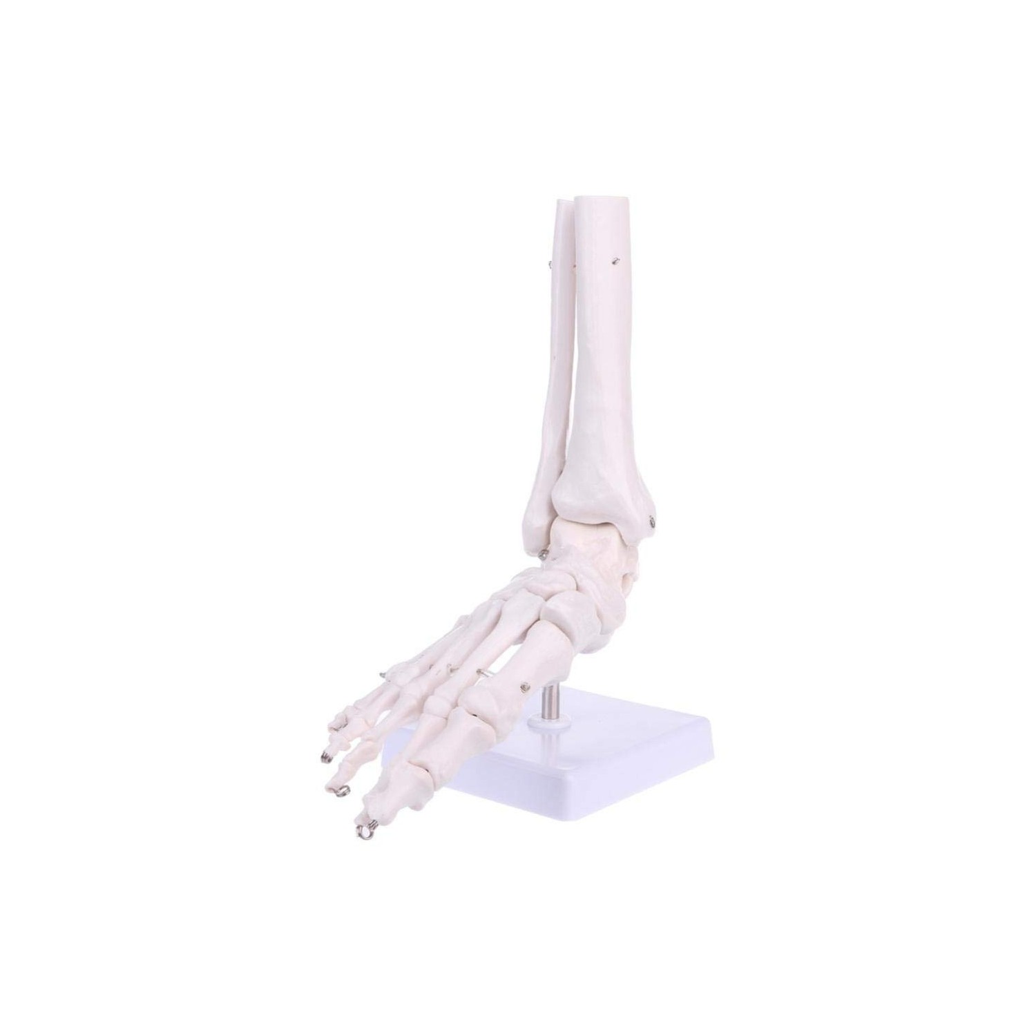 Model Foot Skeleton Anatomical Foot Model Ankle Model Human Foot Bones ...