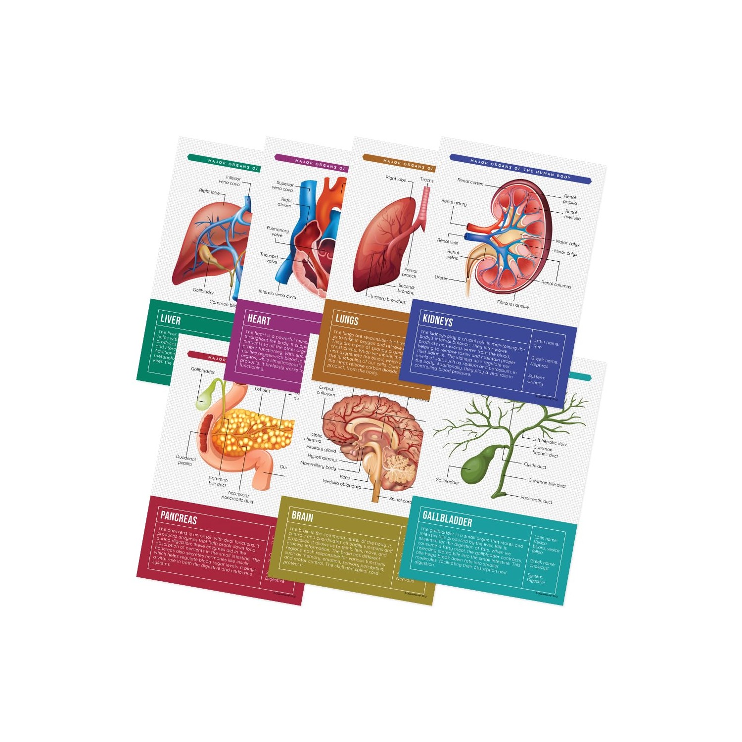 Quarterhouse Human Body Organs and Functions Poster Set, Science ...
