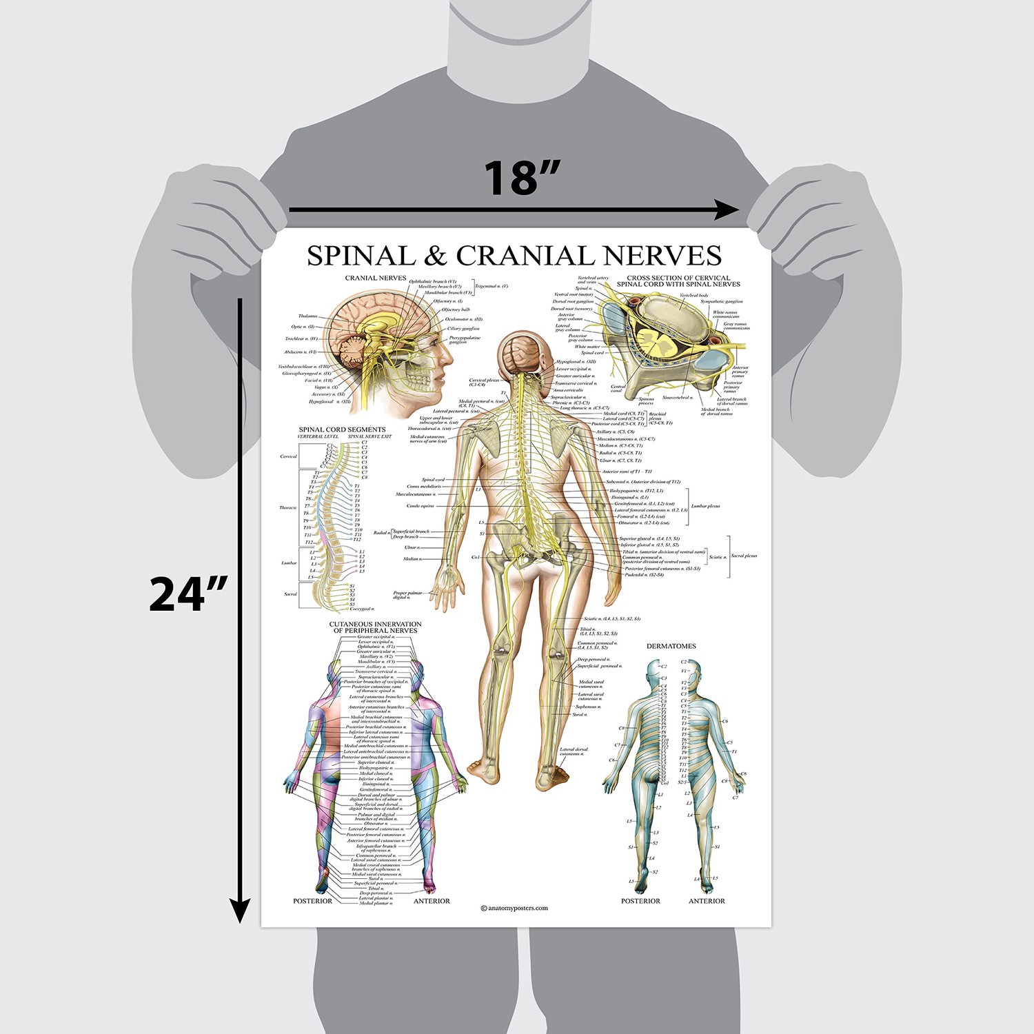Palace Learning Spinal Nerves Anatomical Chart - Spine and Cranial ...