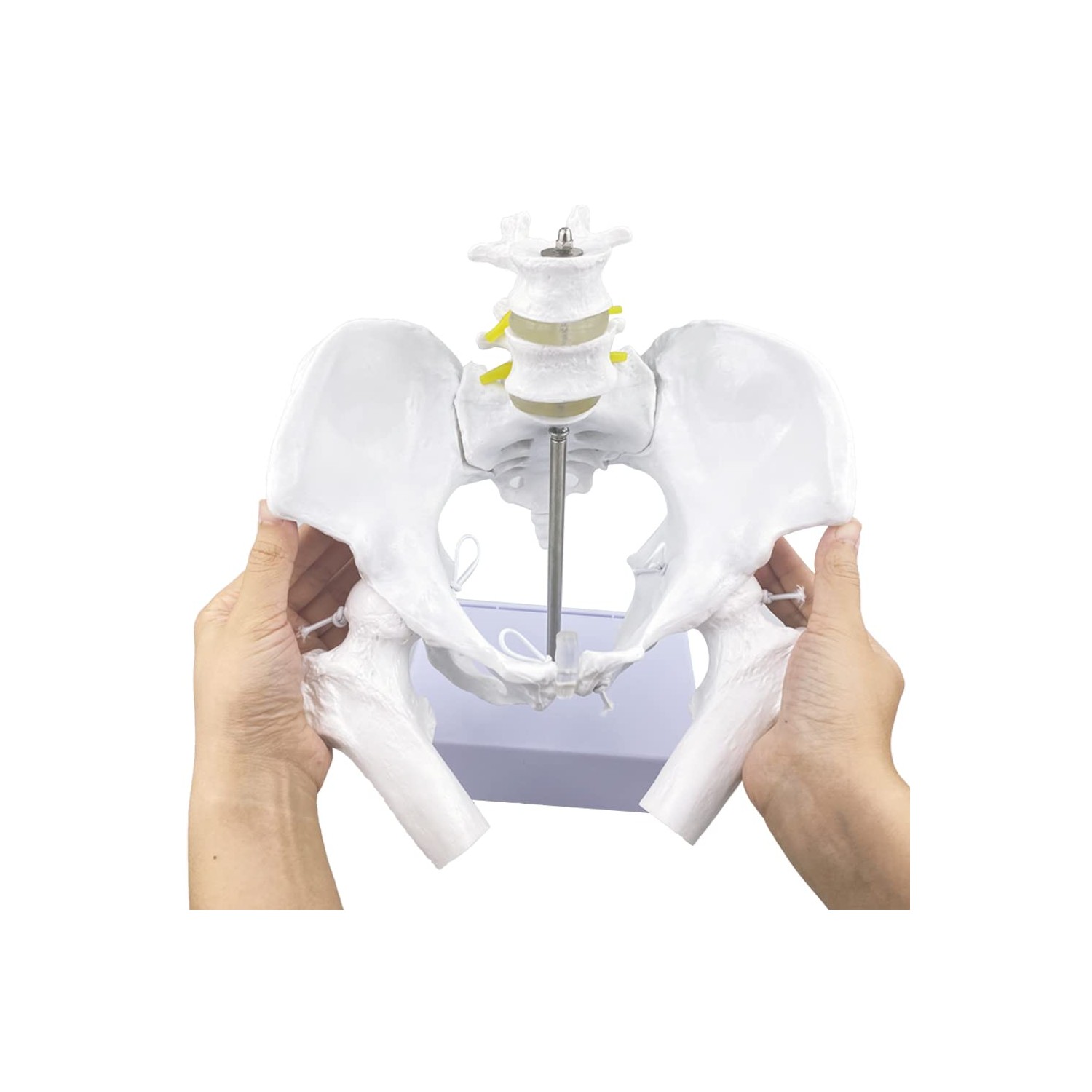 Flexible Female Pelvis Model with Movable Femur Heads and Joints, Life ...