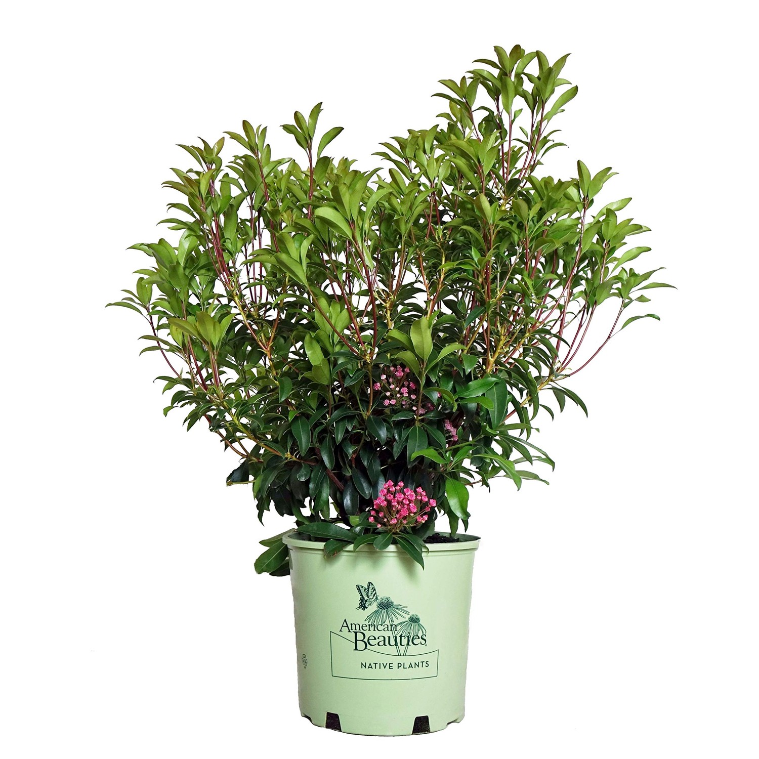 American Beauties Native Plants - Kalmia lat. 'Pink Charm' (Mountain ...