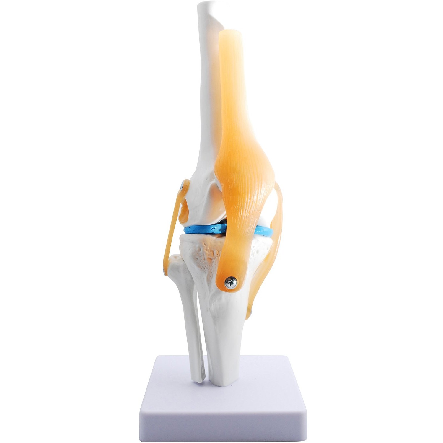 monolife Knee Joint Model, Knee Joints, Ligaments, Meniscus Model ...