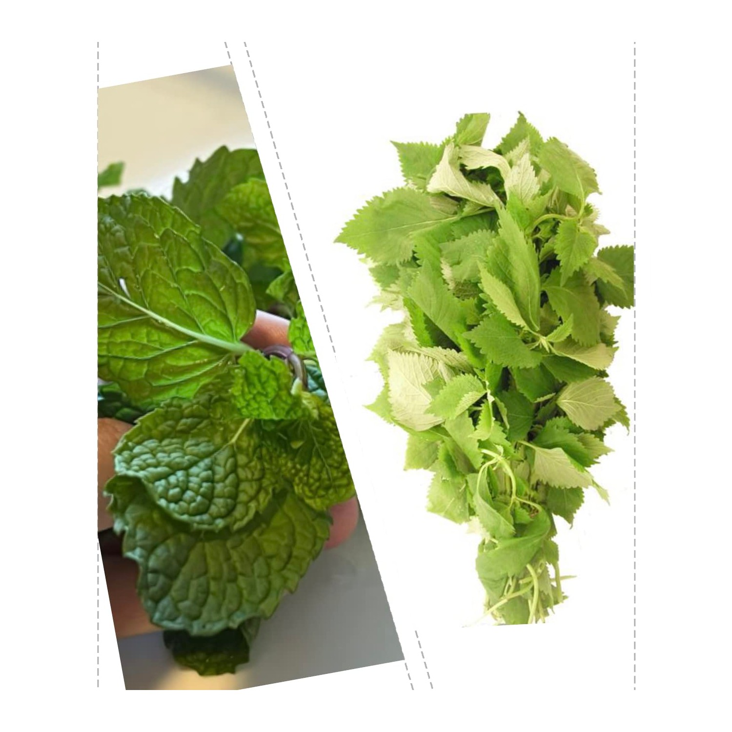 Set 2 Herbs Vietnamese Mint 2 Types Packs Hat Giong Rau Thom Hung Lui ...