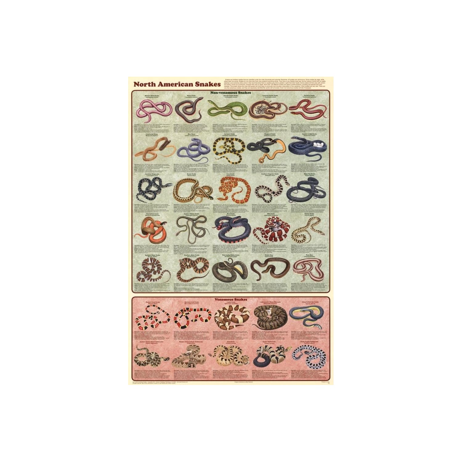 North American Snakes Educational Chart Poster 24 x 36 - ibspot.com