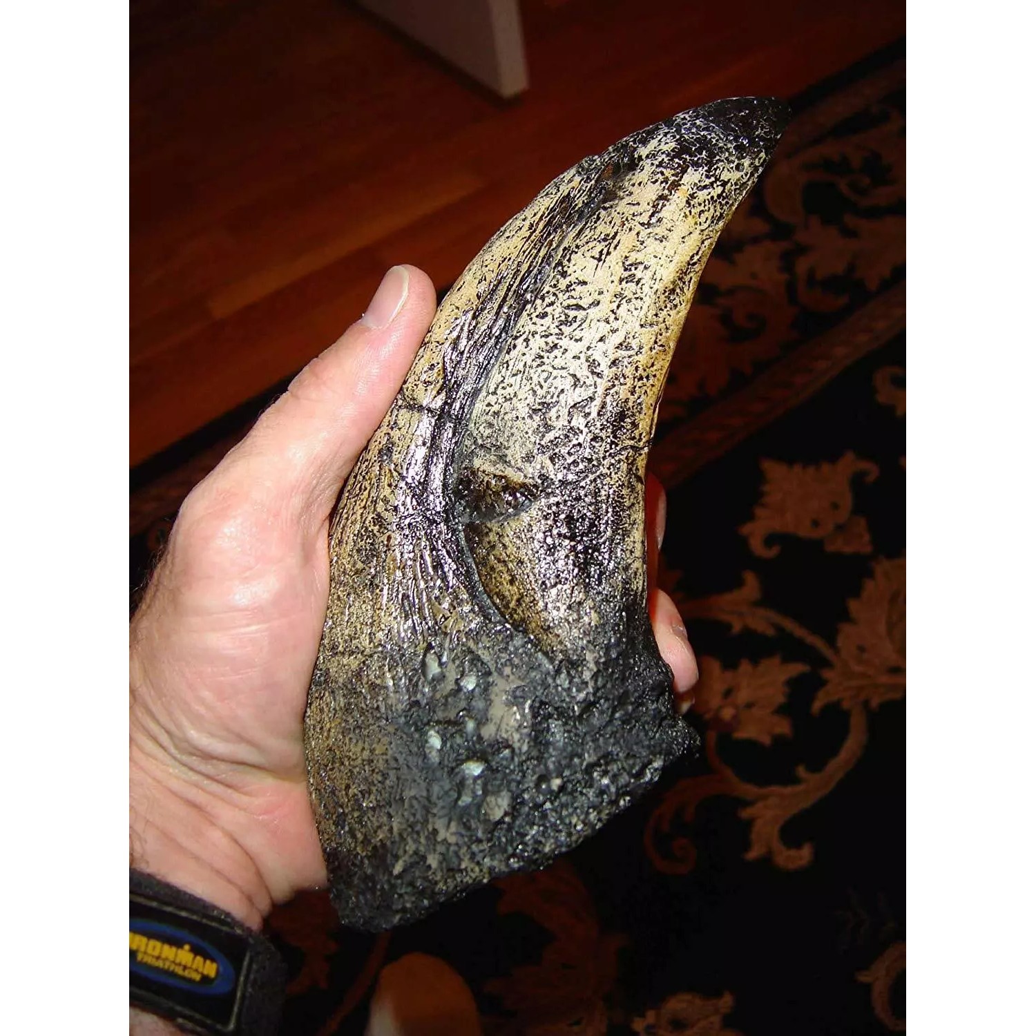 DINOSAURS ROCK Giant Tyrannosaurus Rex (T-Rex) Toe Claw Replica - 9 ...