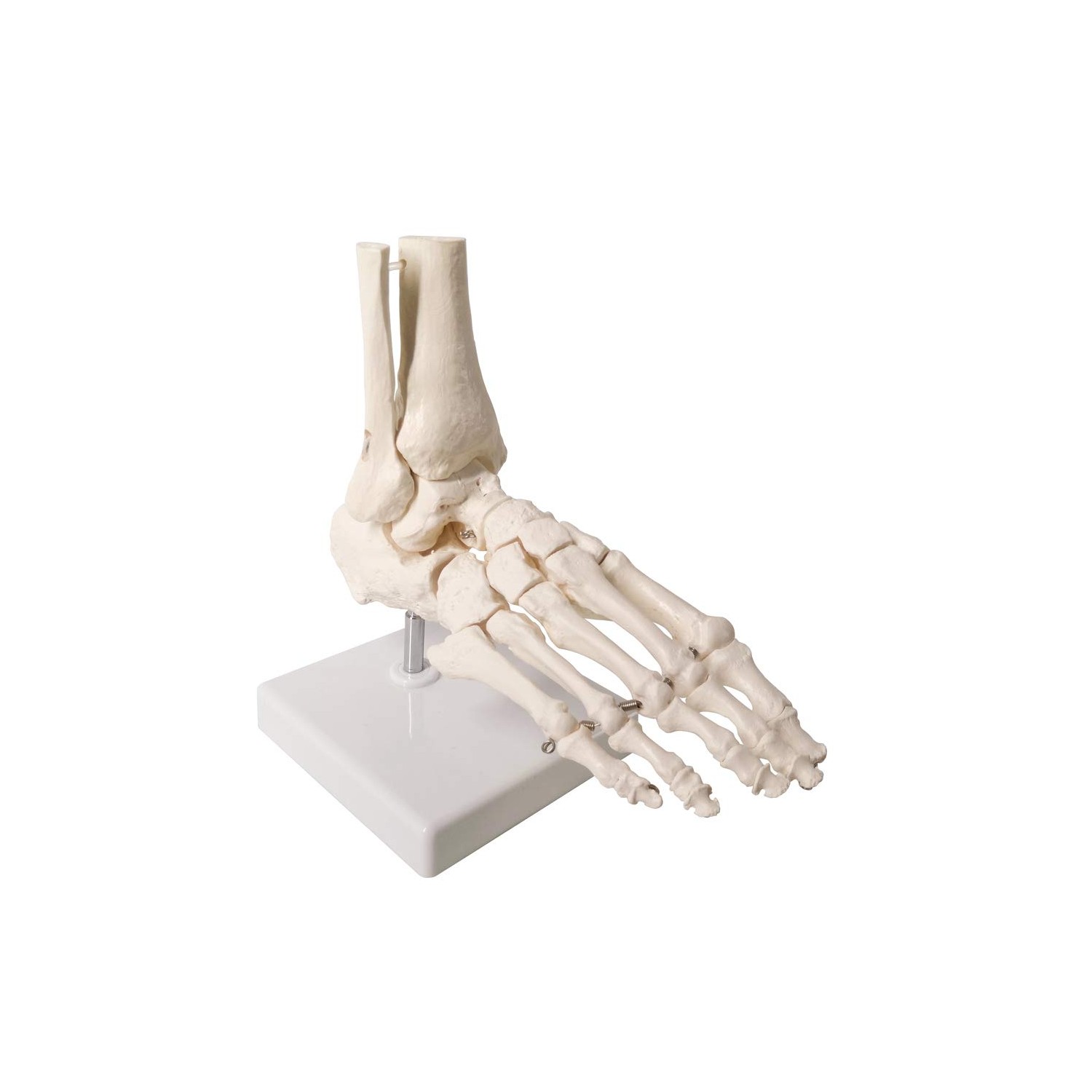 Evotech Scientific Human Foot and Ankle Model, Life Size Medical ...