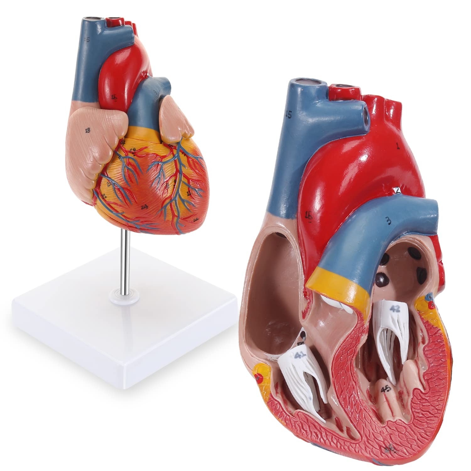 SKUMOD Heart Model, Life-size Human Heart Model, Life Size, Human Heart ...