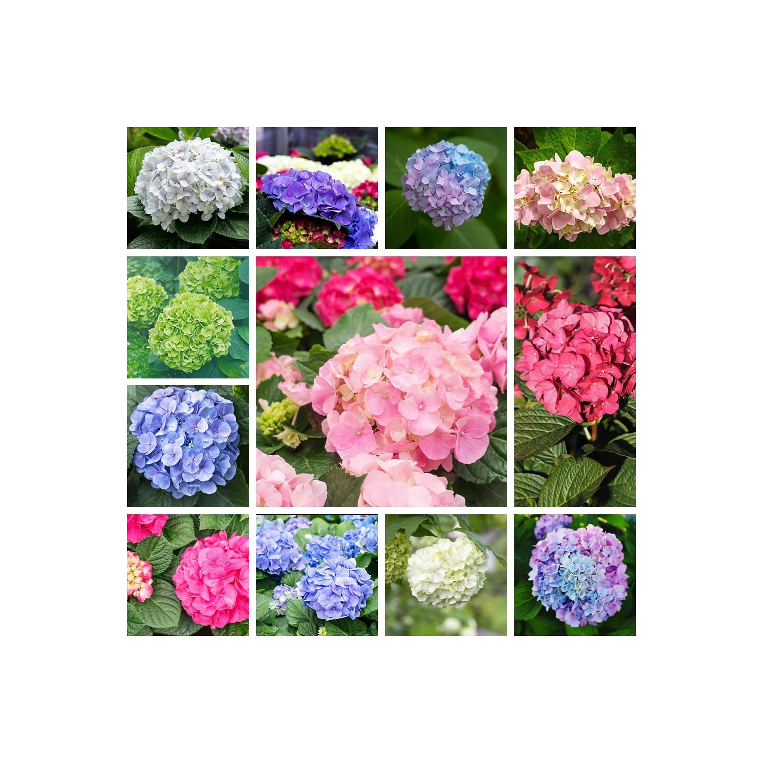 100+ Mix Hydrangea Seeds for Planting Hydrangea macrophylla Giant ...