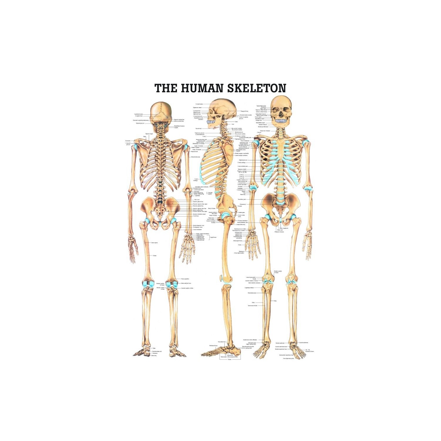 The Human Skeleton Laminated Anatomy Chart - ibspot.com