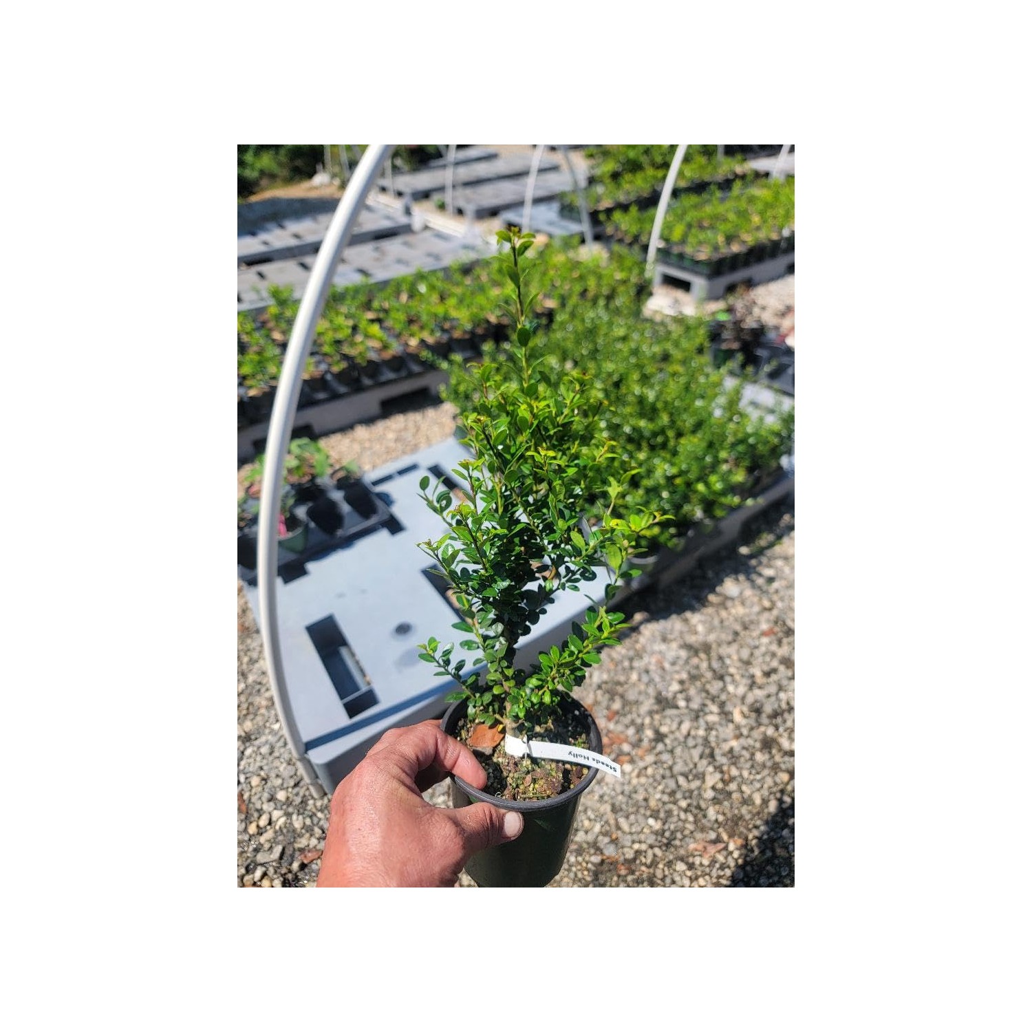 Steeds Japanese Holly Tree - Live Plant - (1 QT) - ibspot.com