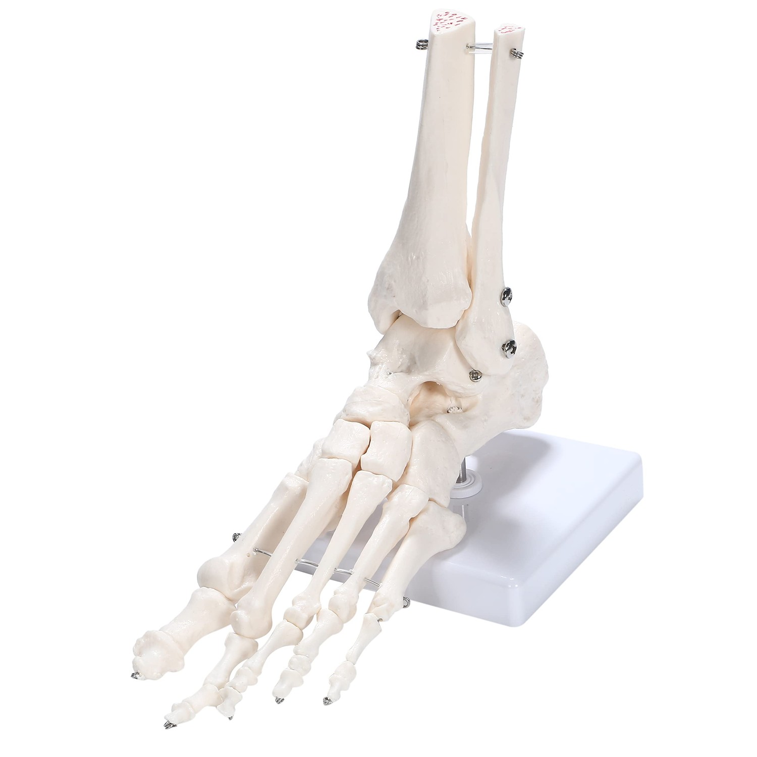 picoLab Foot Skeleton Model Foot Bone Model Foot Bone Model Toe Left ...
