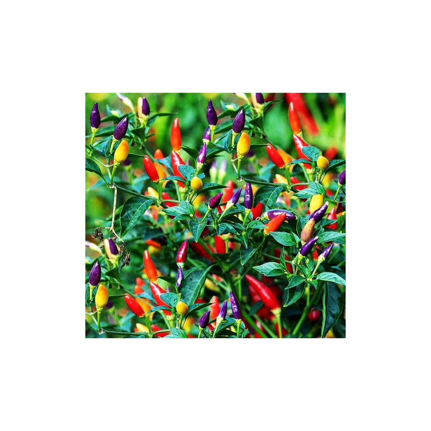 5 Color Tabasco Pepper Plant Seeds for Planting 100+ Seeds Exotic ...