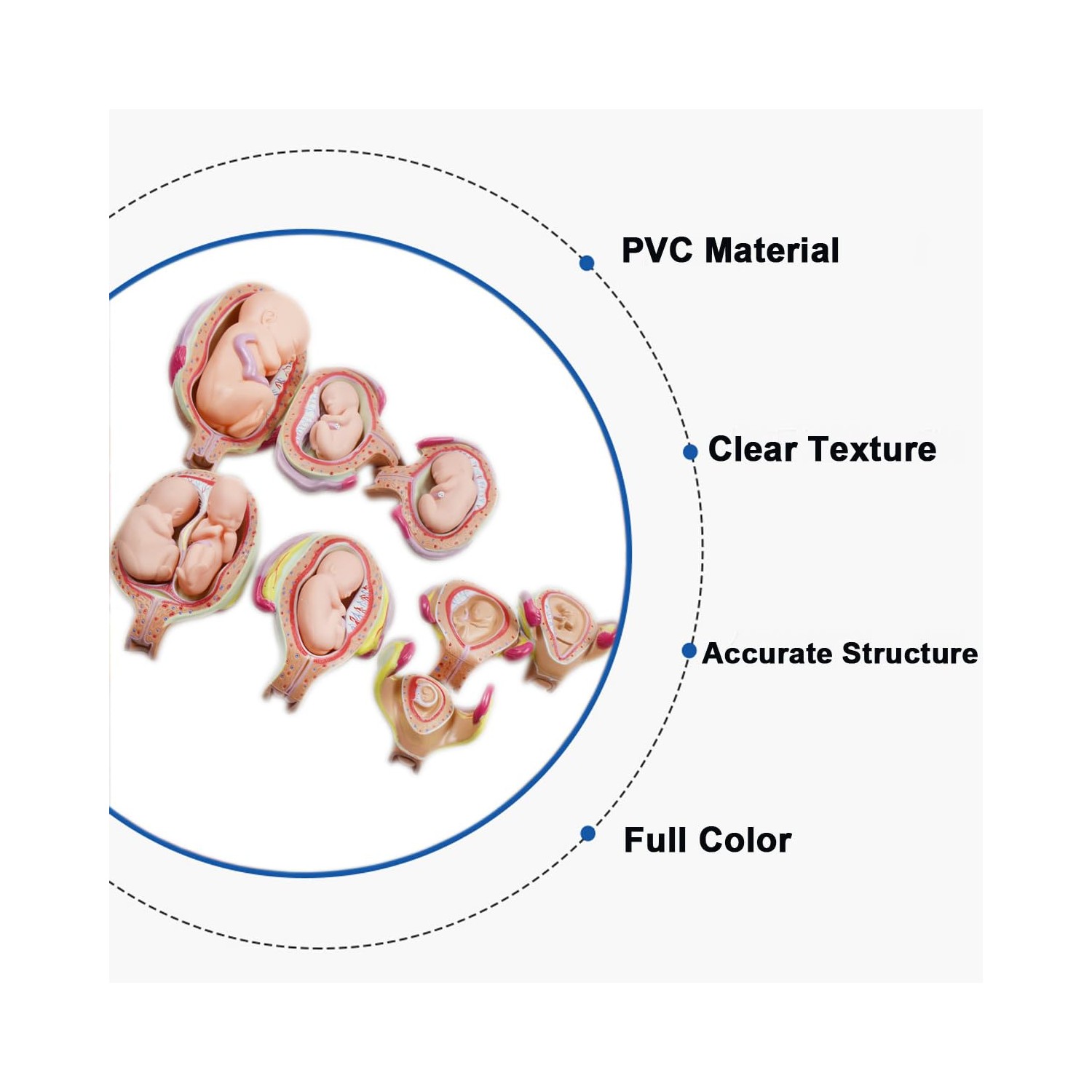 INTBUYING Education Model 8 PCS Removable Human Anatomical Embryonic ...