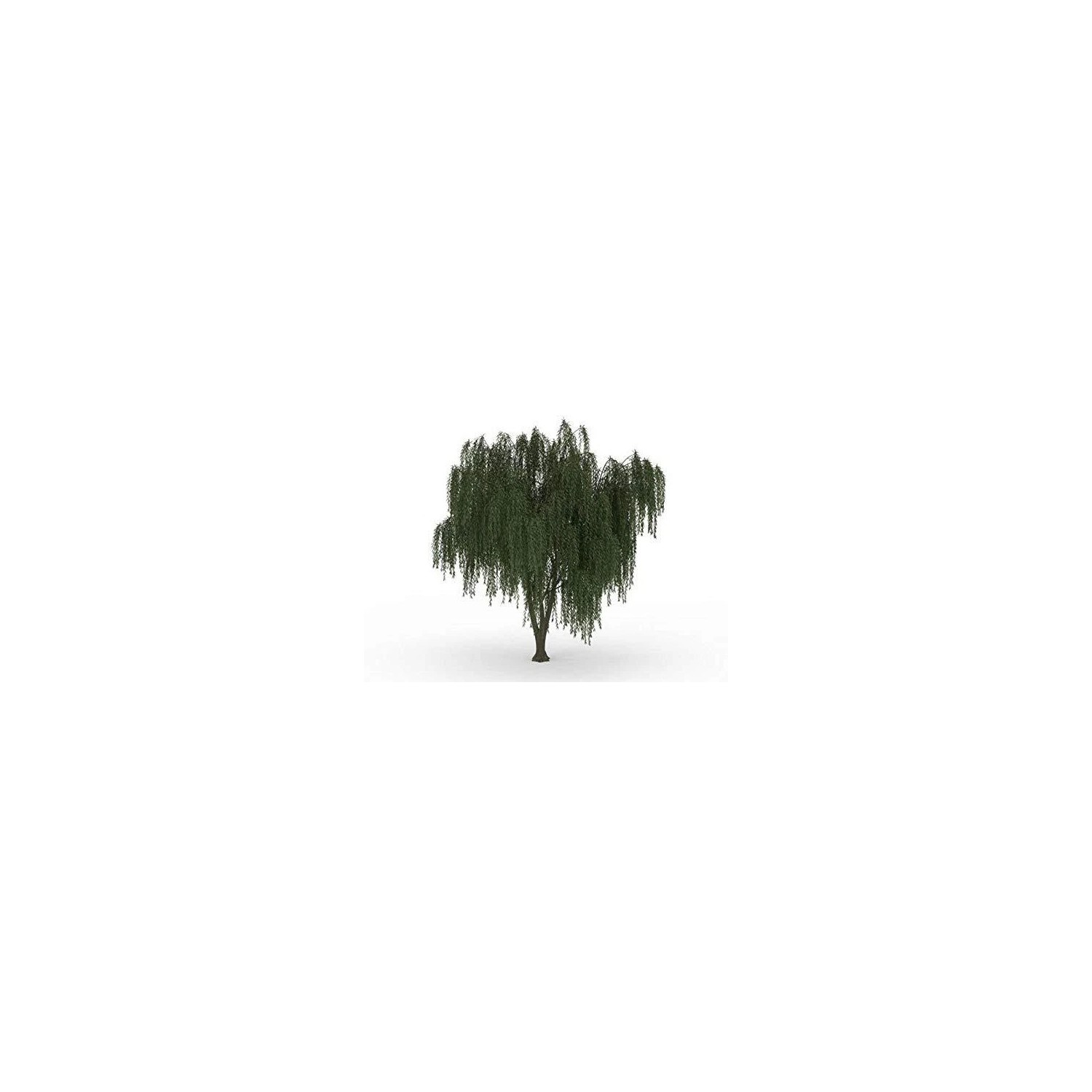 CZ Grain Dwarf Weeping Willow Tree Cutting - Burning Bush Weeping ...