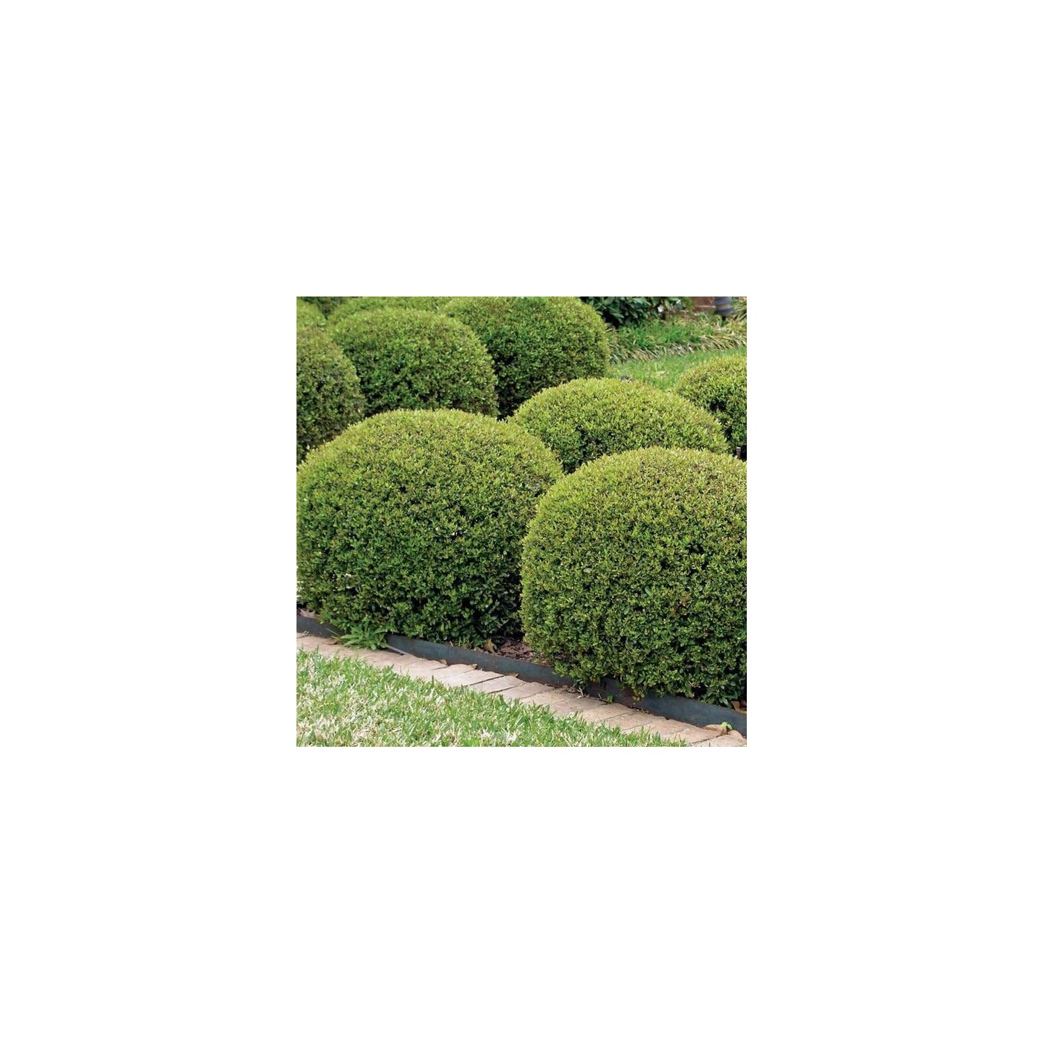 Hoogendoorn Holly Shrub I 1 Large Gallon Size Plant I Ilex Crenata ...