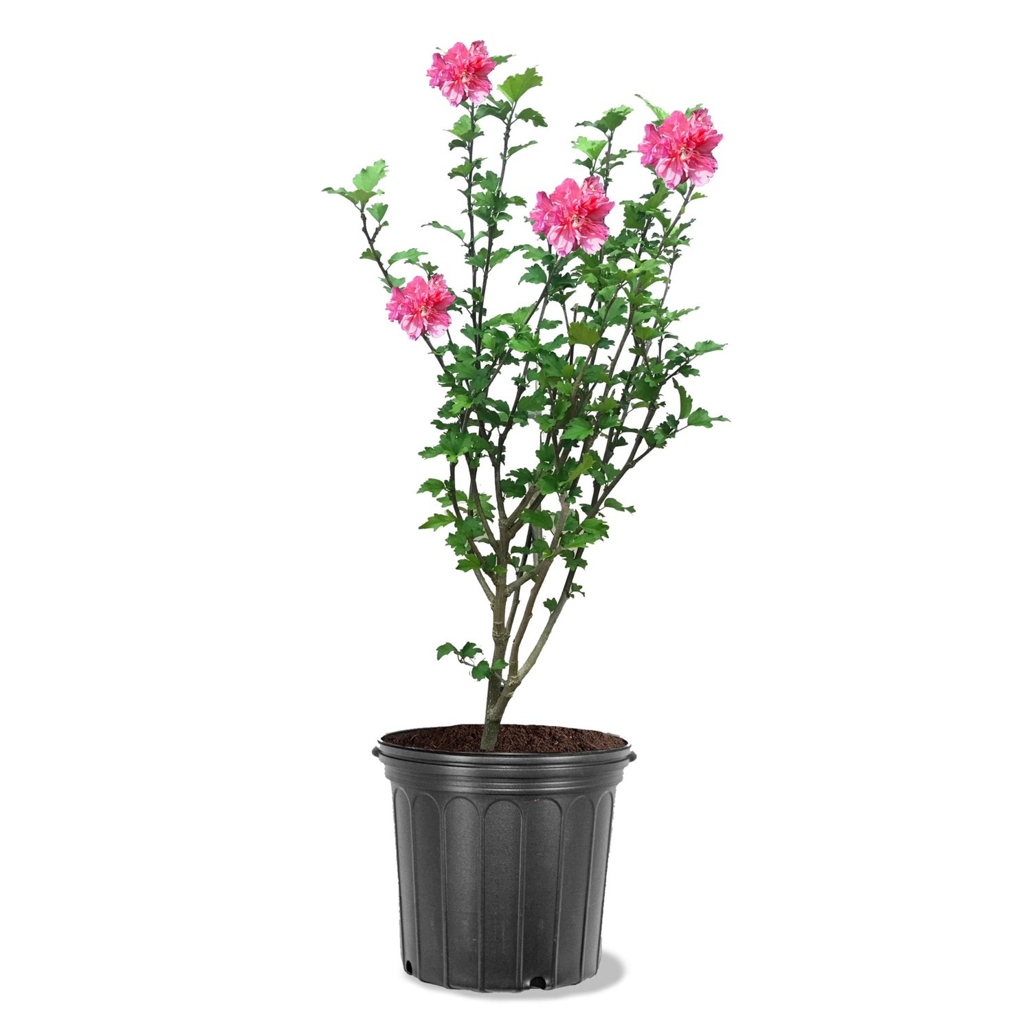 American Plant Exchange Live Hibiscus Althea Red Rose of Sharon, 3 ...