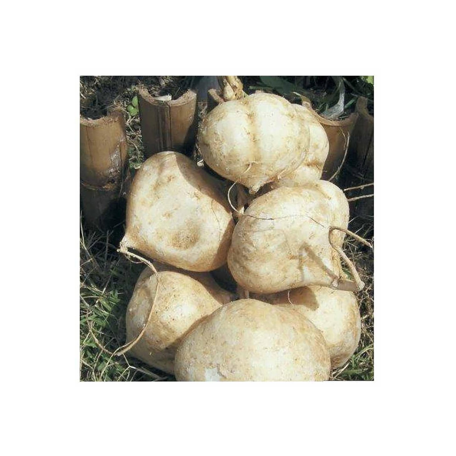 Jicama Root Seeds - 20 Large Seeds Thai Jicama. Jicama Plants Produce ...