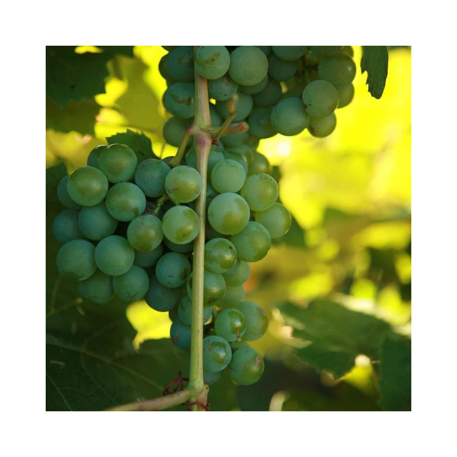 Pixies Gardens (1 Gallon Potted Niagara Grape Vine Shrub White Grapes ...