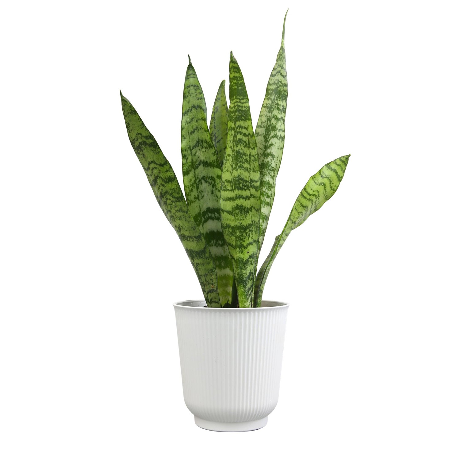 Altman Plants Variegated Snake Plant Decor, Sansevieria Zeylanica Snake ...