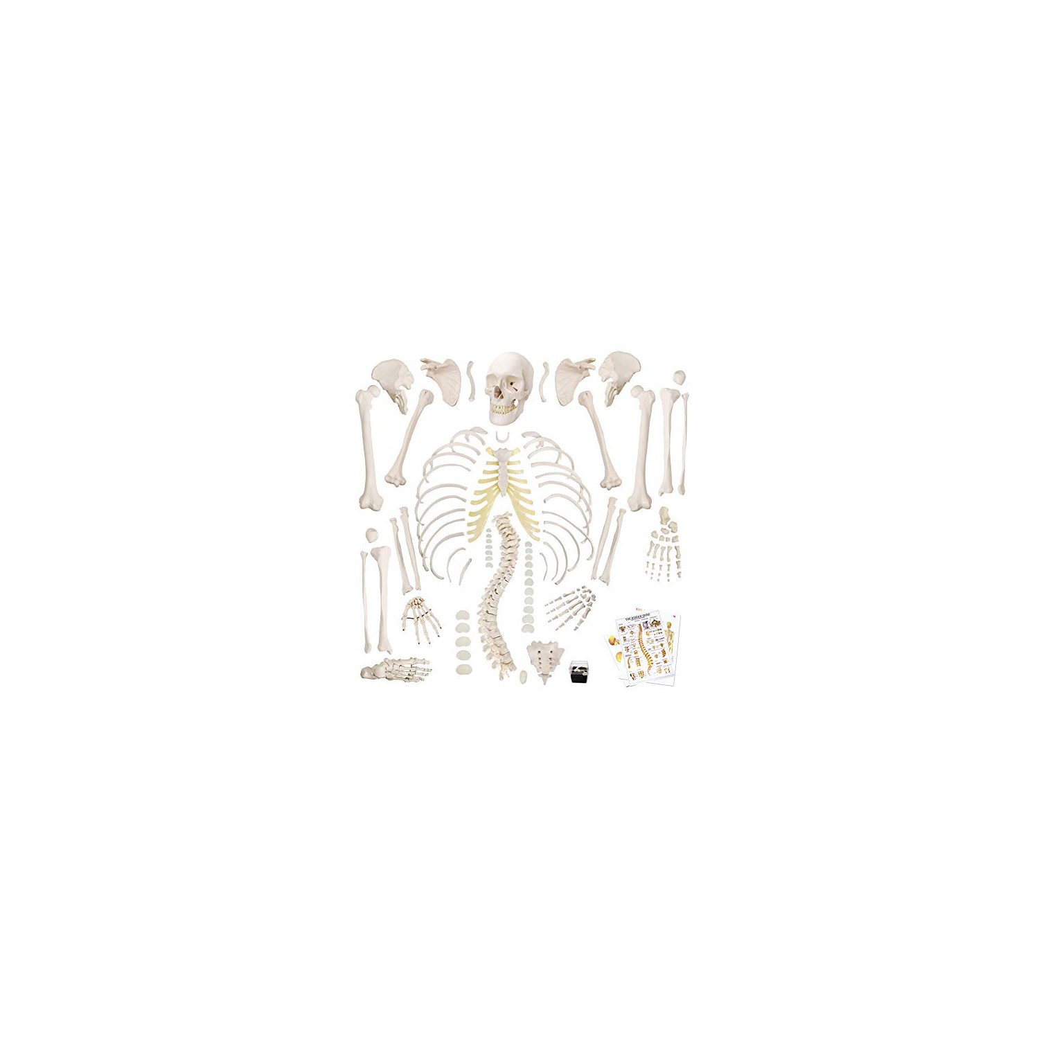 2022 Newest Human Model of Skeleton for Anatomy 67“ High with 200 ...