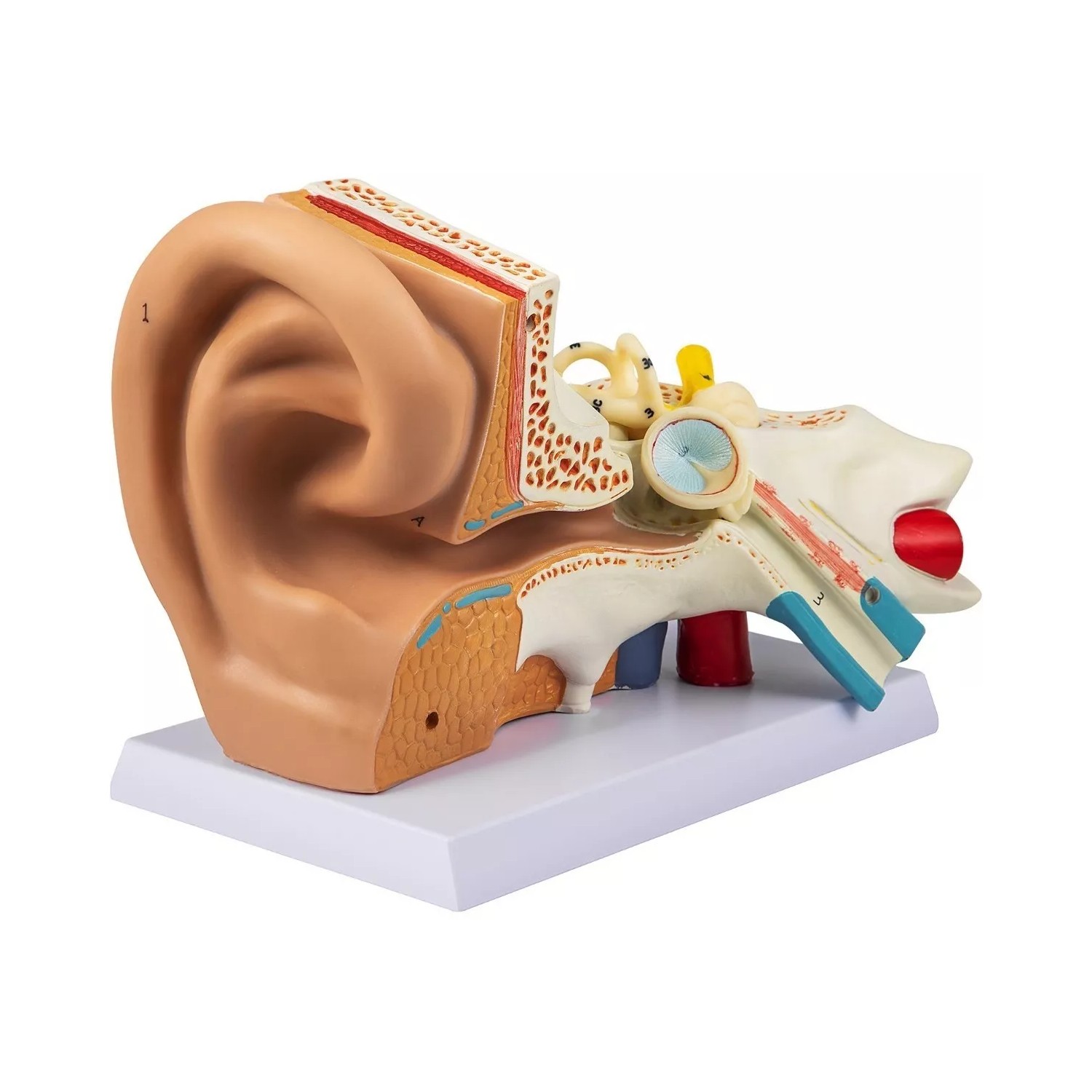 Vevor Modelo Anamotico Oido Humano Oreja Tamaño X5 Anatomia Oido ...