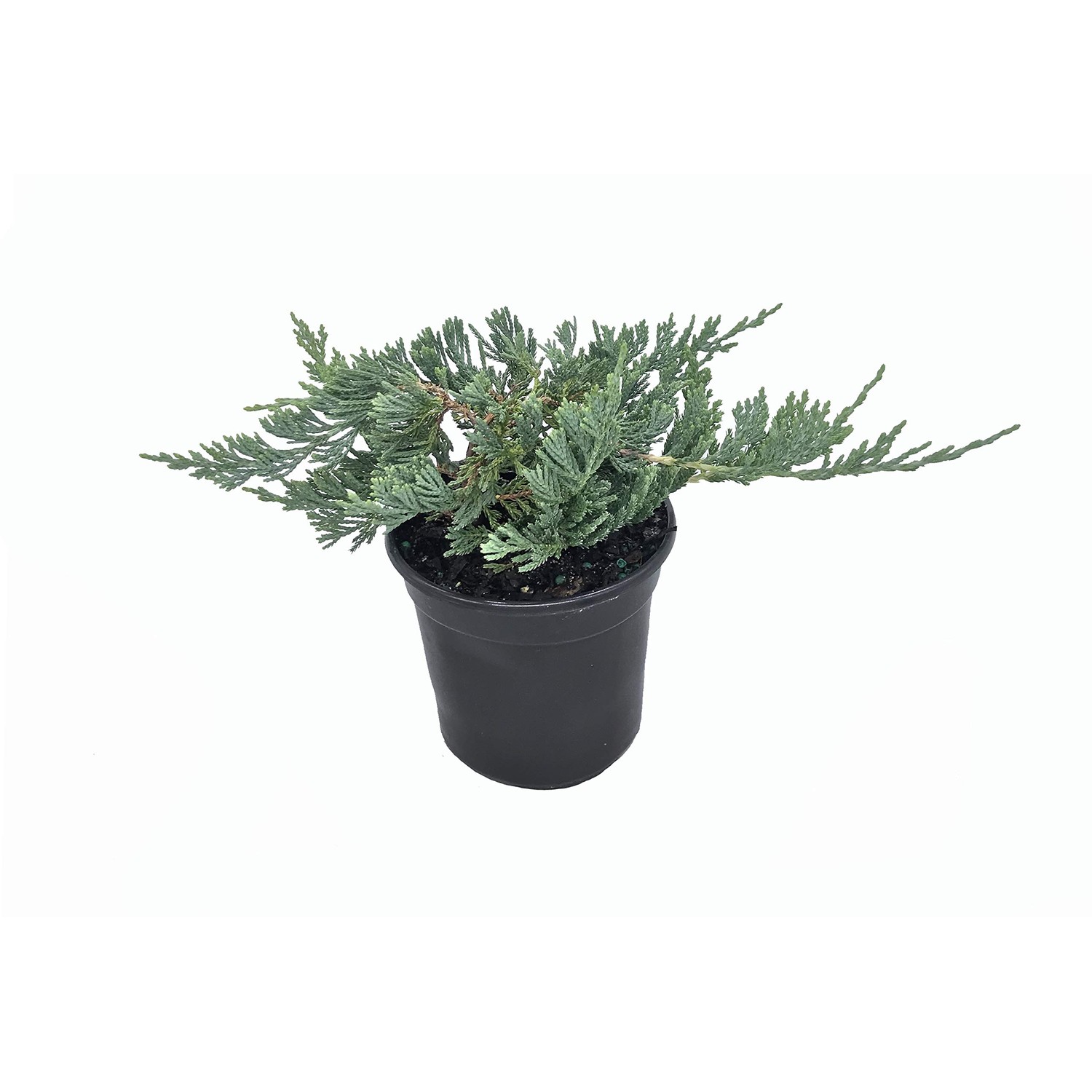 Blue Rug Juniper - 5 Live 4 Inch Plants - Juniperus Horizontalis ...