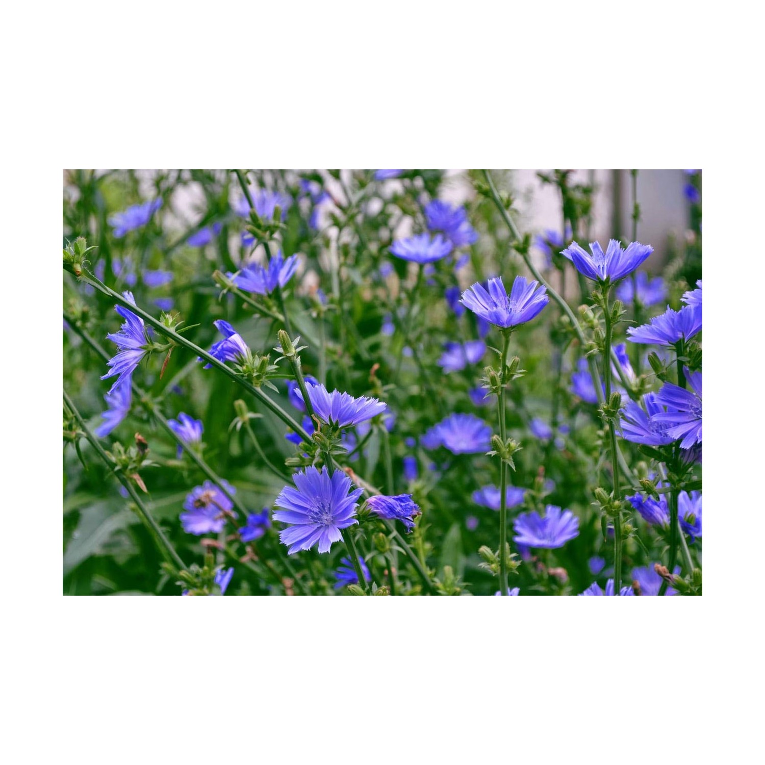 2 lb. Chicory Seed Food Plot Deer Forage Wildlife Seeds Grazing ...