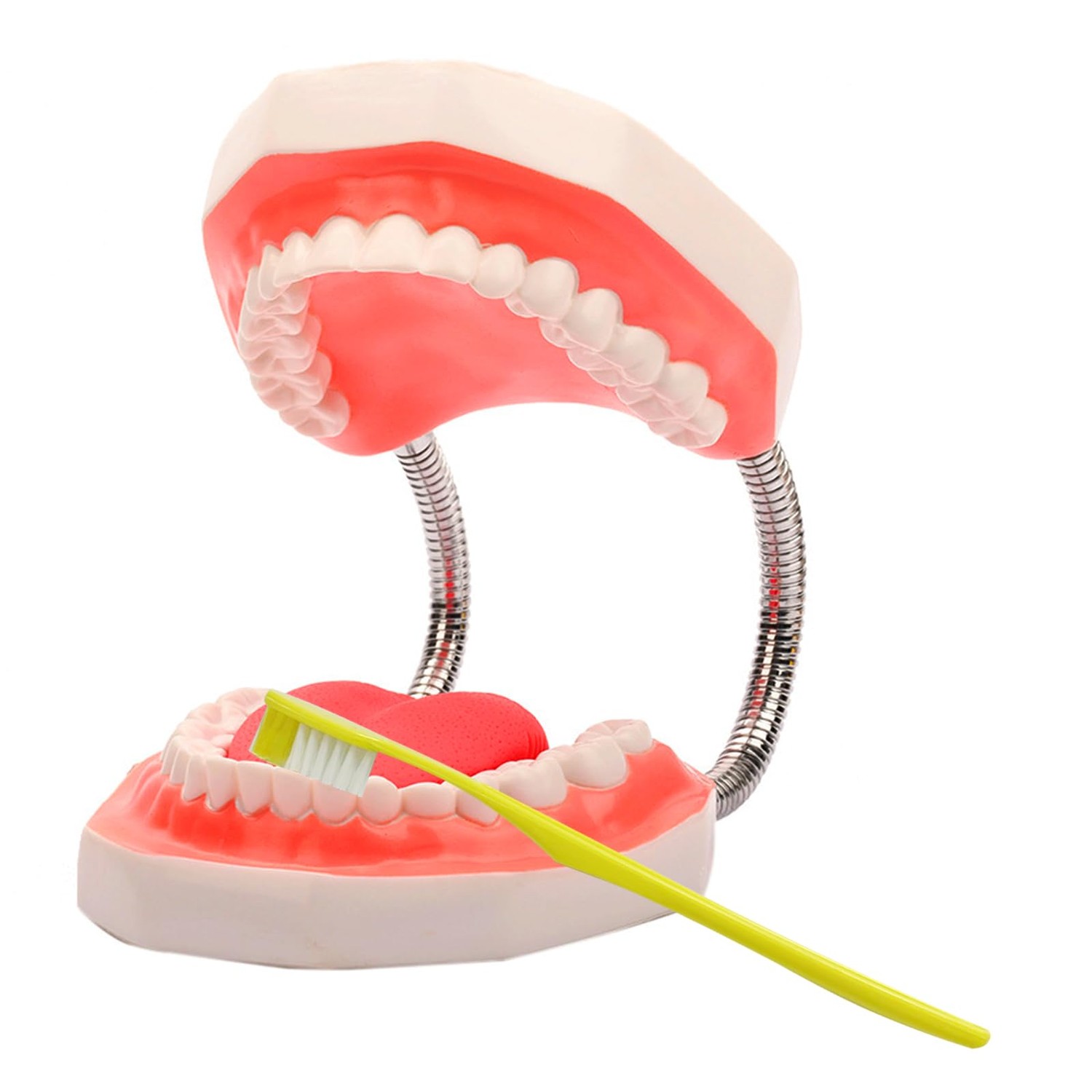 Teeth Mouth Model 6X Enlarged with Metal Hinge, Complete Set Teeth and ...