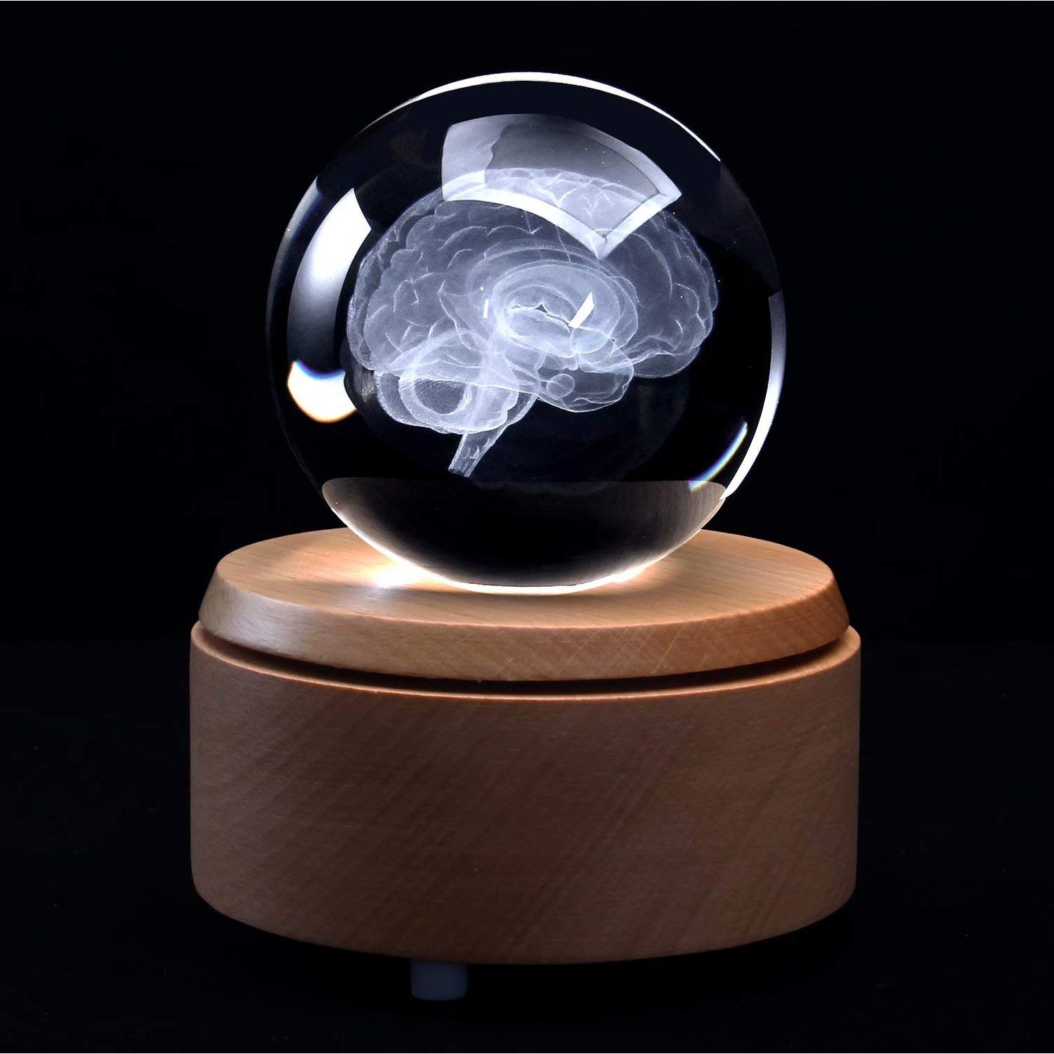 3D Human Brain Anatomical Model Paperweight(Laser Etched) in Crystal ...