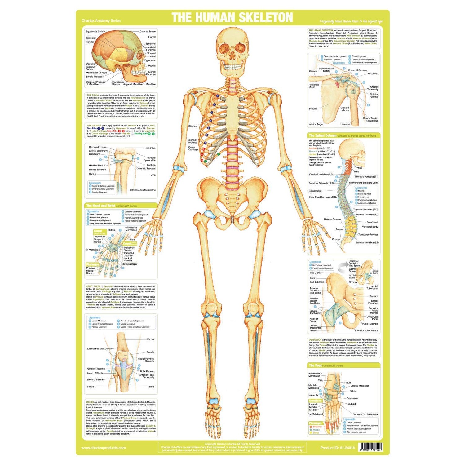 Human Skeleton Anatomy Chart (A3 Laminated) - ibspot.com