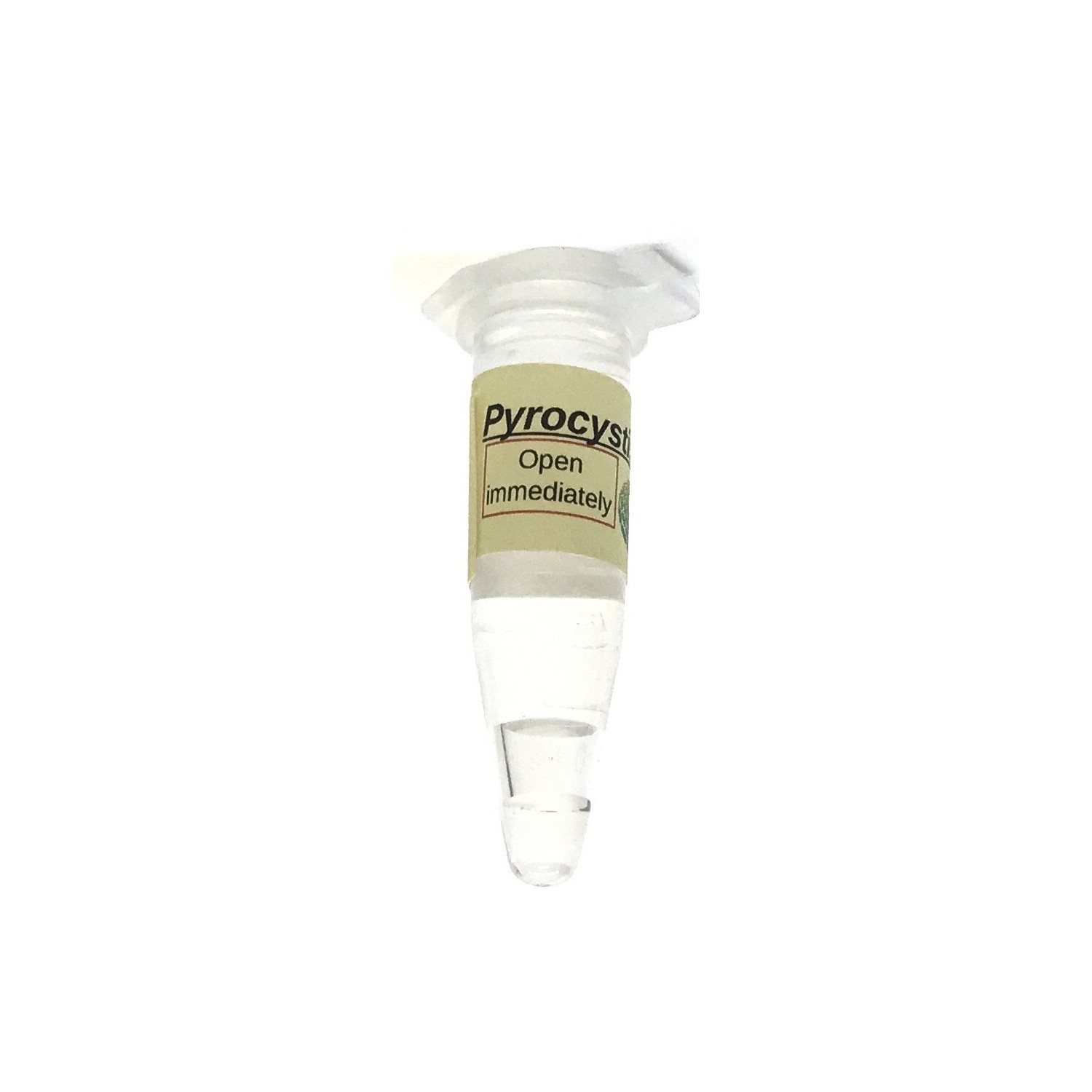 Algae Research Supply Algae Culture Pyrocystis Fusiformis, Perfect for ...