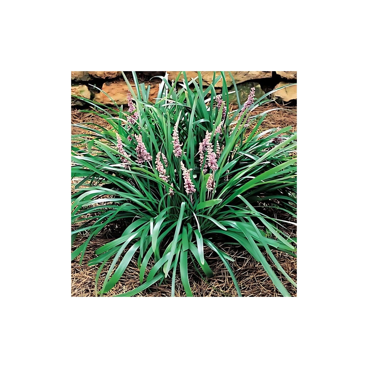 Classy Groundcovers, Lily Turf 'Christmas Tree', Lilyturf Monroe's ...