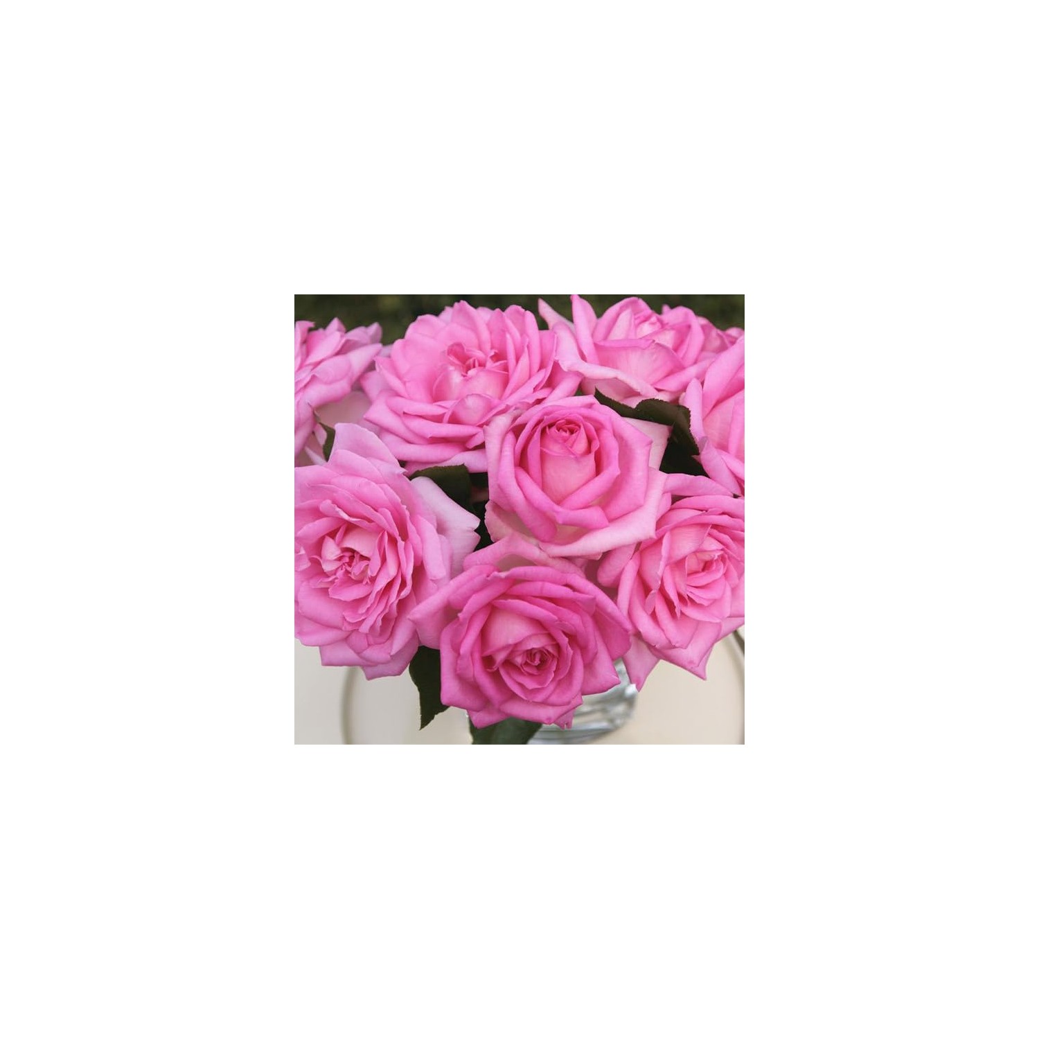 Heirloom Roses Pink Rose Plant - Eleganza® Beverly Hybrid Tea Rose Bush ...