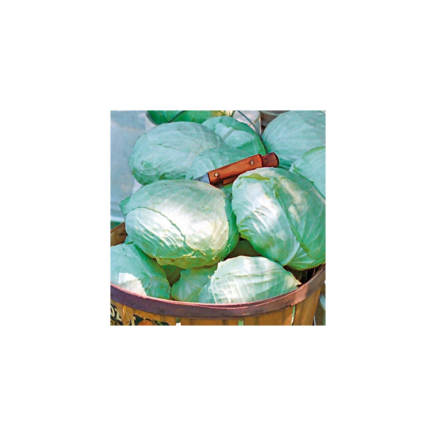 Park Seed Tropic Giant Hybrid Cabbage Seeds - Pack of 1000 Seeds, Giant ...